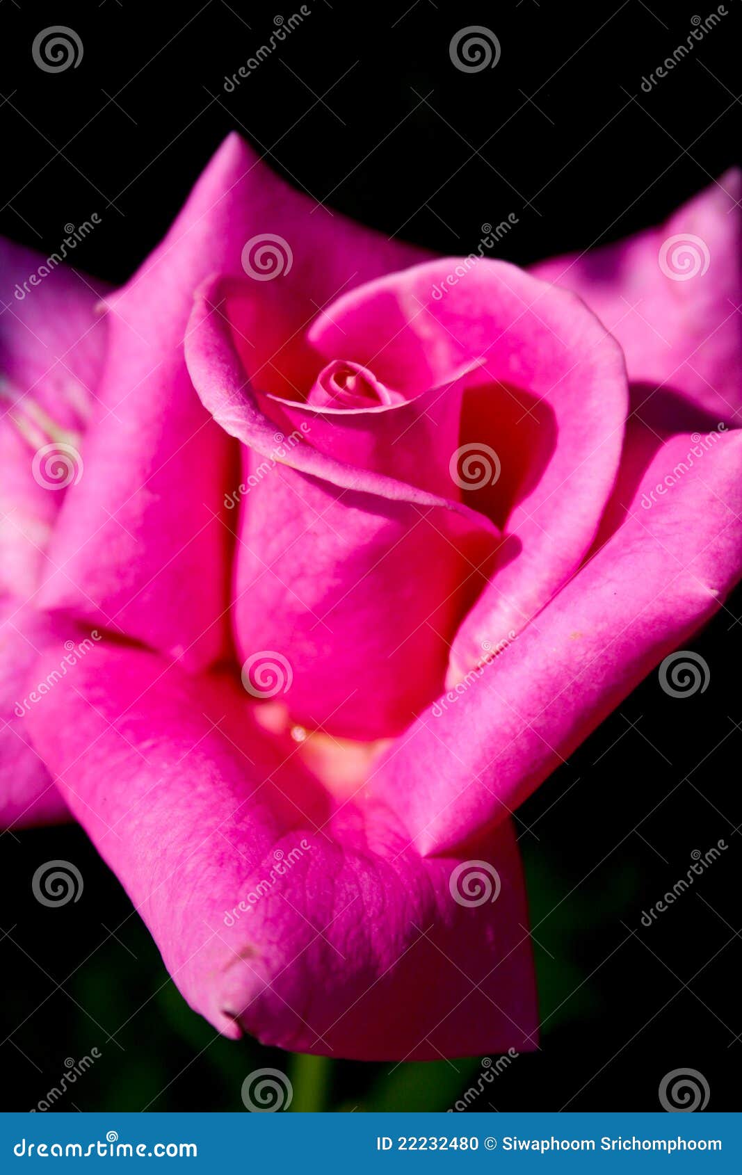 Colore Di Rosa Della Fucsia Fotografia Stock - Immagine di fioritura ...
