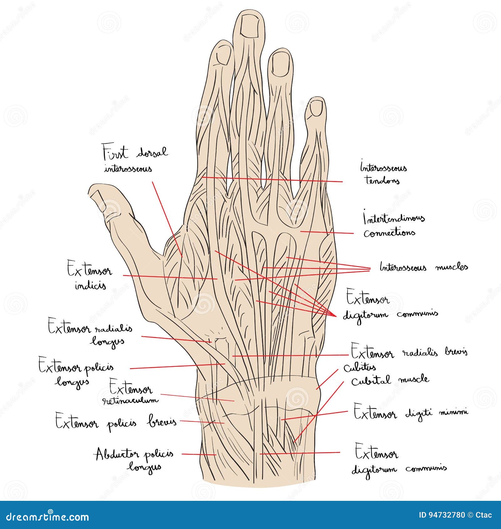 Colore Dorsale Dei Muscoli Della Mano Illustrazione di Stock ...