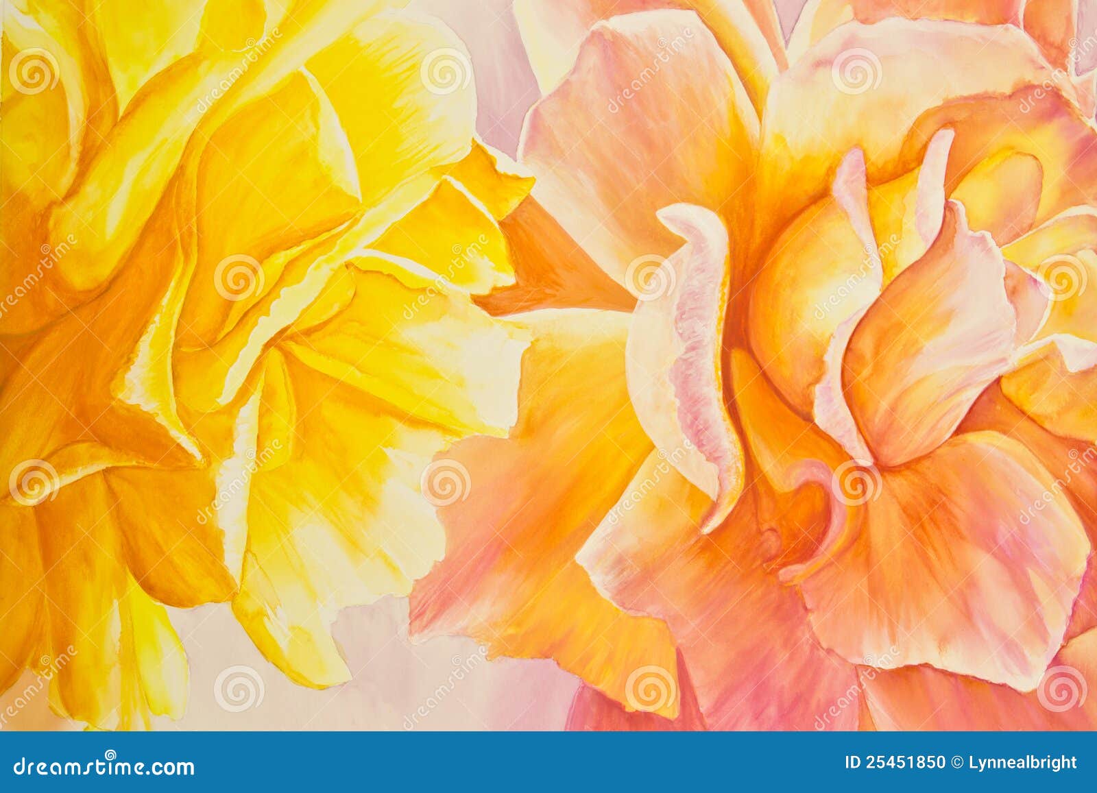 Colore Giallo E Rose Della Pesca Fotografia Stock - Immagine di fiori ...