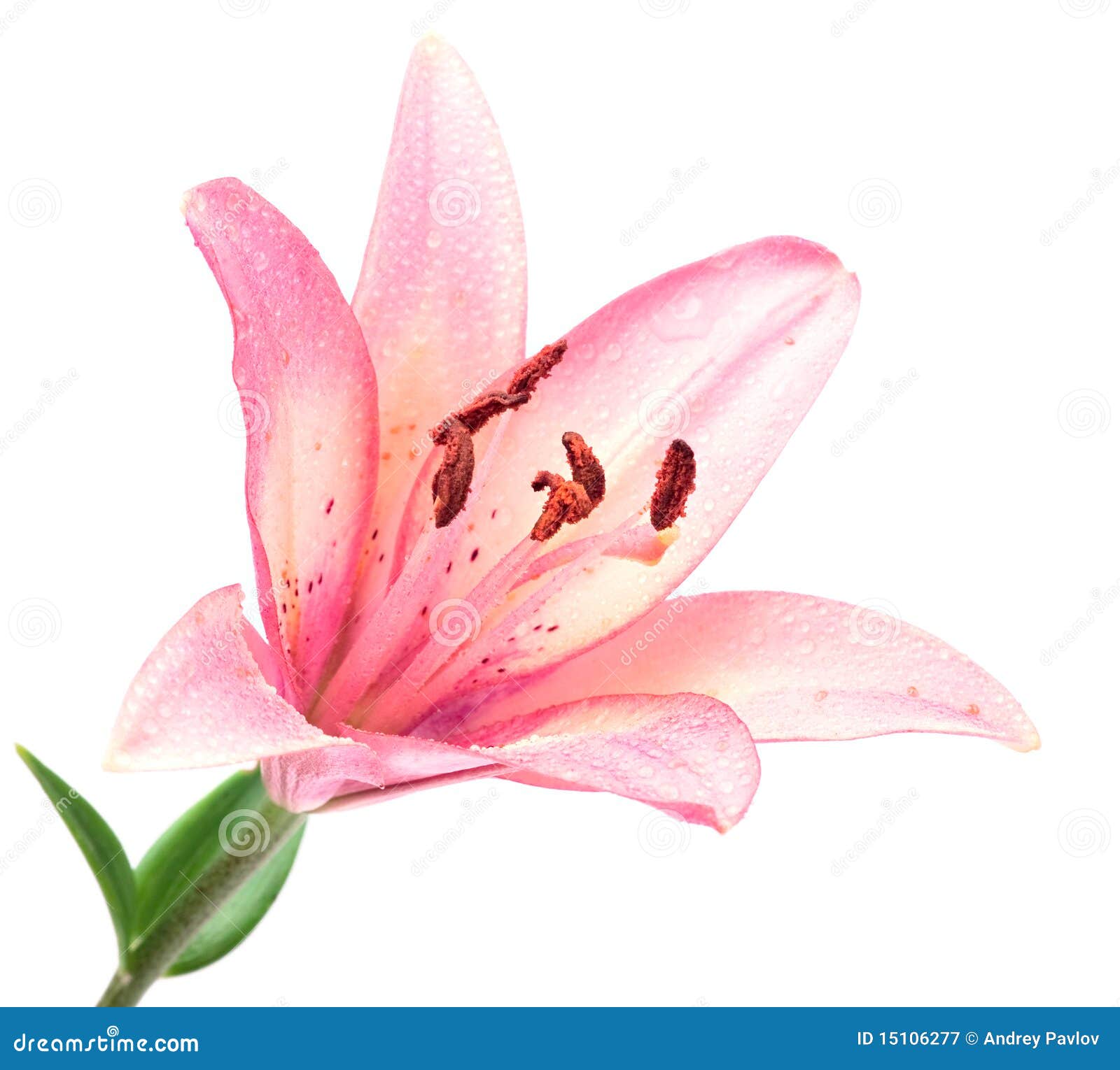 Colore rosa lilly isolato immagine stock. Immagine di botanico - 15106277