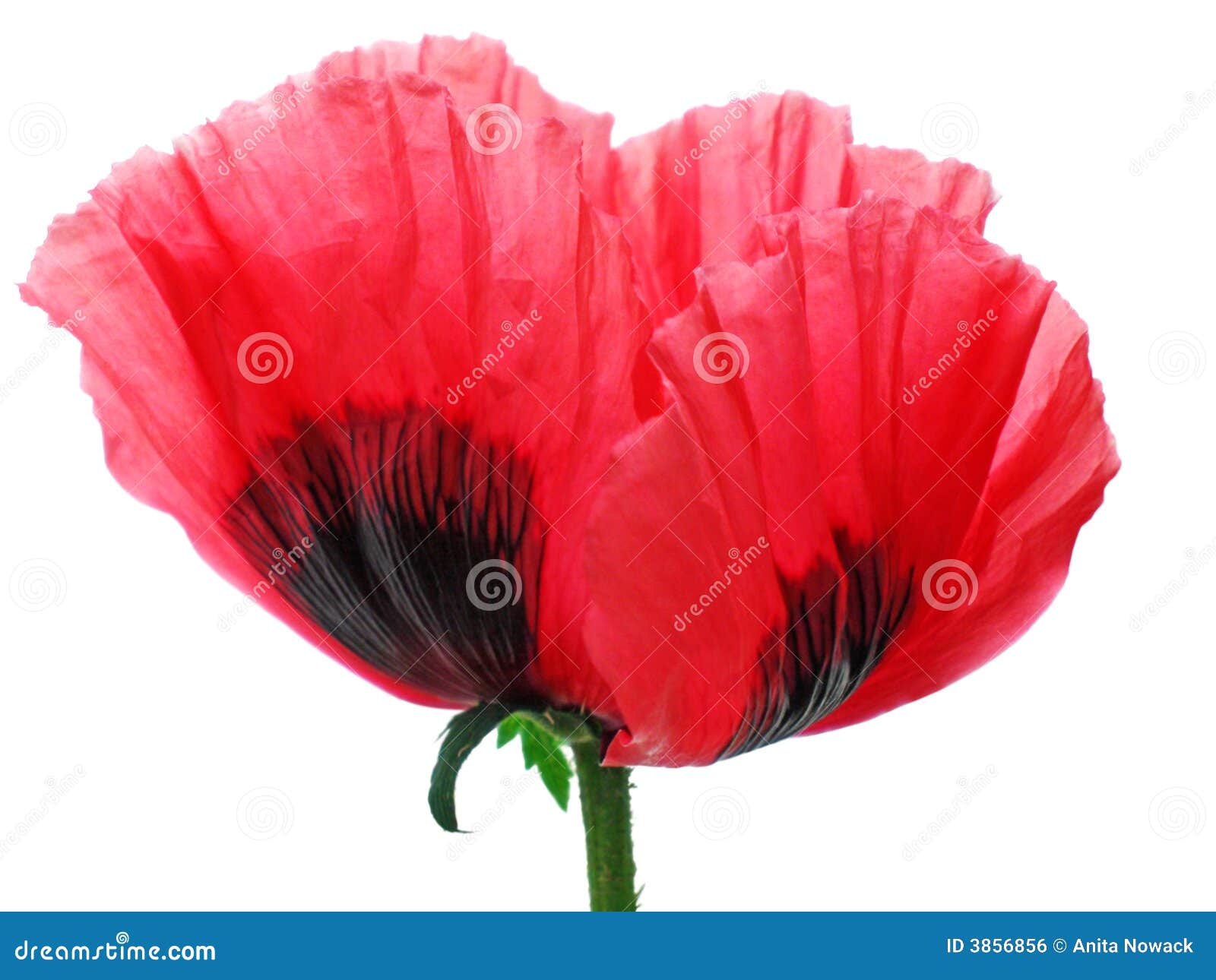 Colore Rosso Del Papavero Isolato Fotografia Stock - Immagine di ...