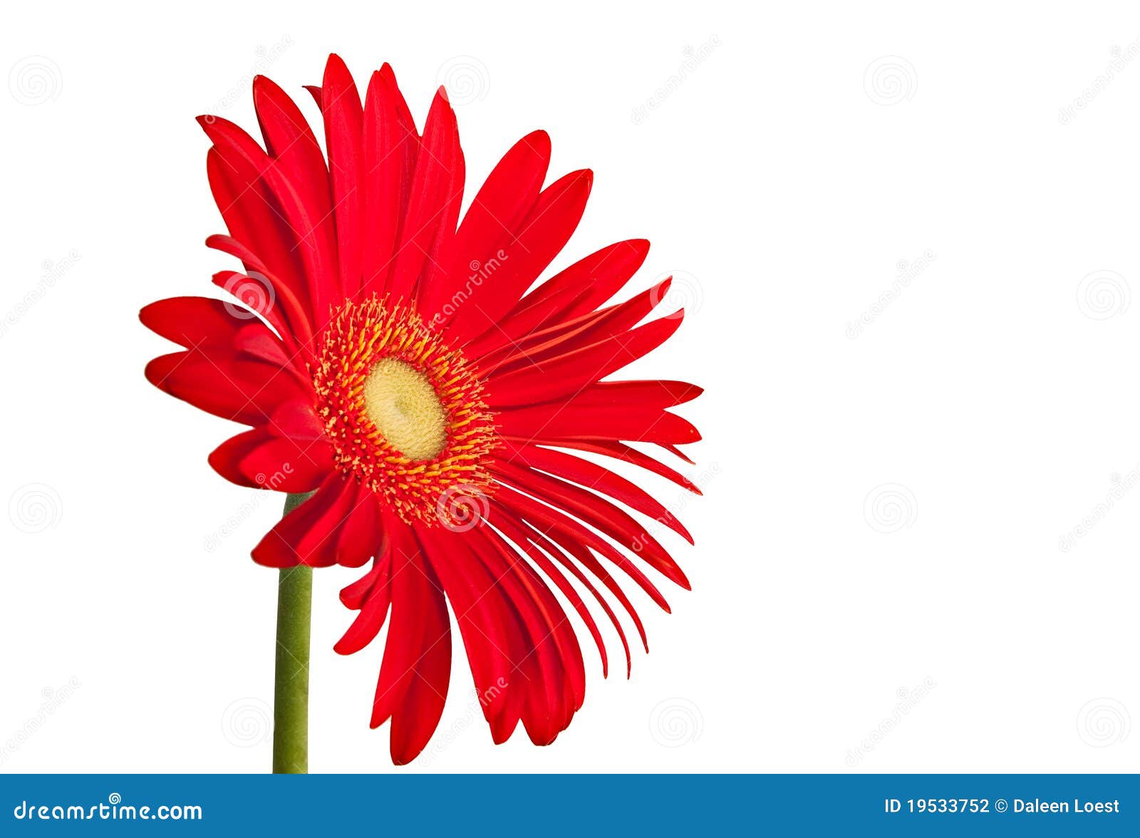 Colore Rosso Della Margherita Del Gerbera Fotografia Stock - Immagine ...