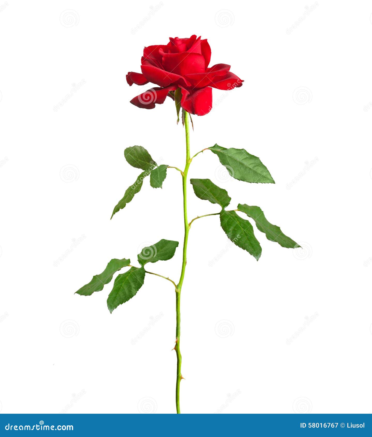 Colore Rosso Lungo Rosa Del Gambo Immagine Stock - Immagine di gambo ...