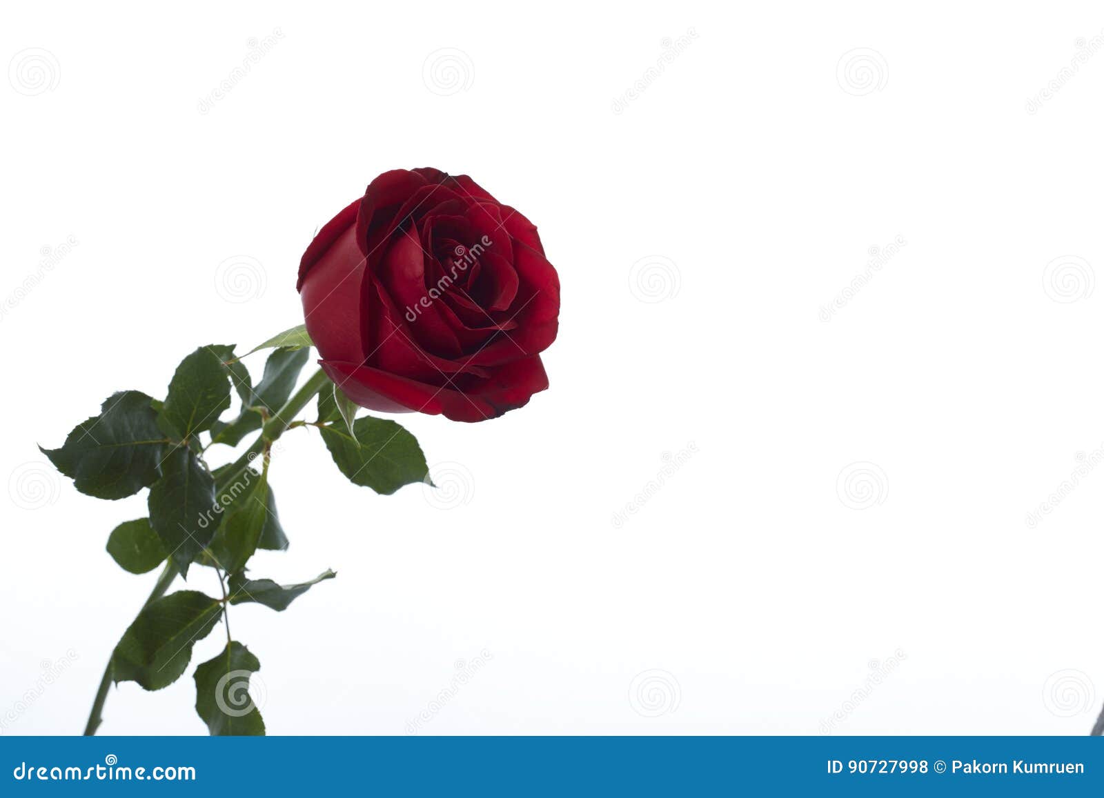 Colore Rosso Lungo Rosa Del Gambo Fotografia Stock - Immagine di foglio ...