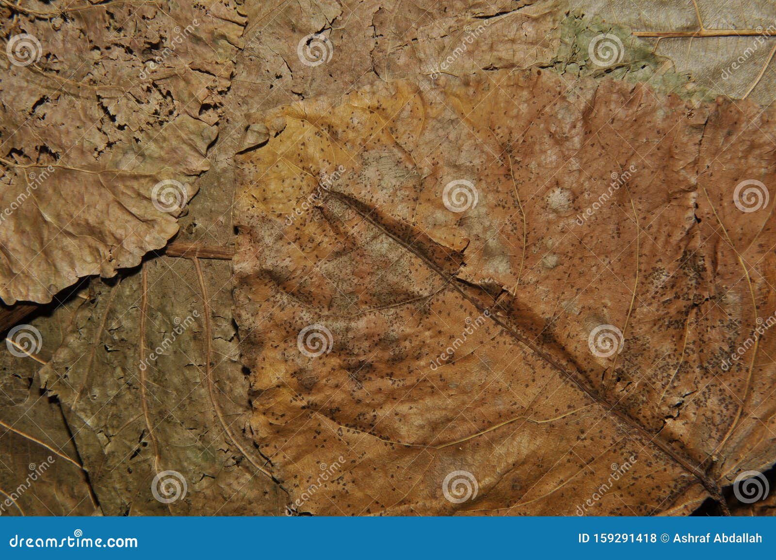 Colored Abstract Dried Leaves Textures Closeup Stock Photo - Image of ...