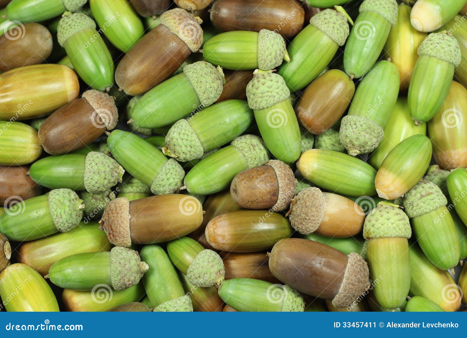 Colored acorns stock image. Image of seeds, plants, trees - 33457411