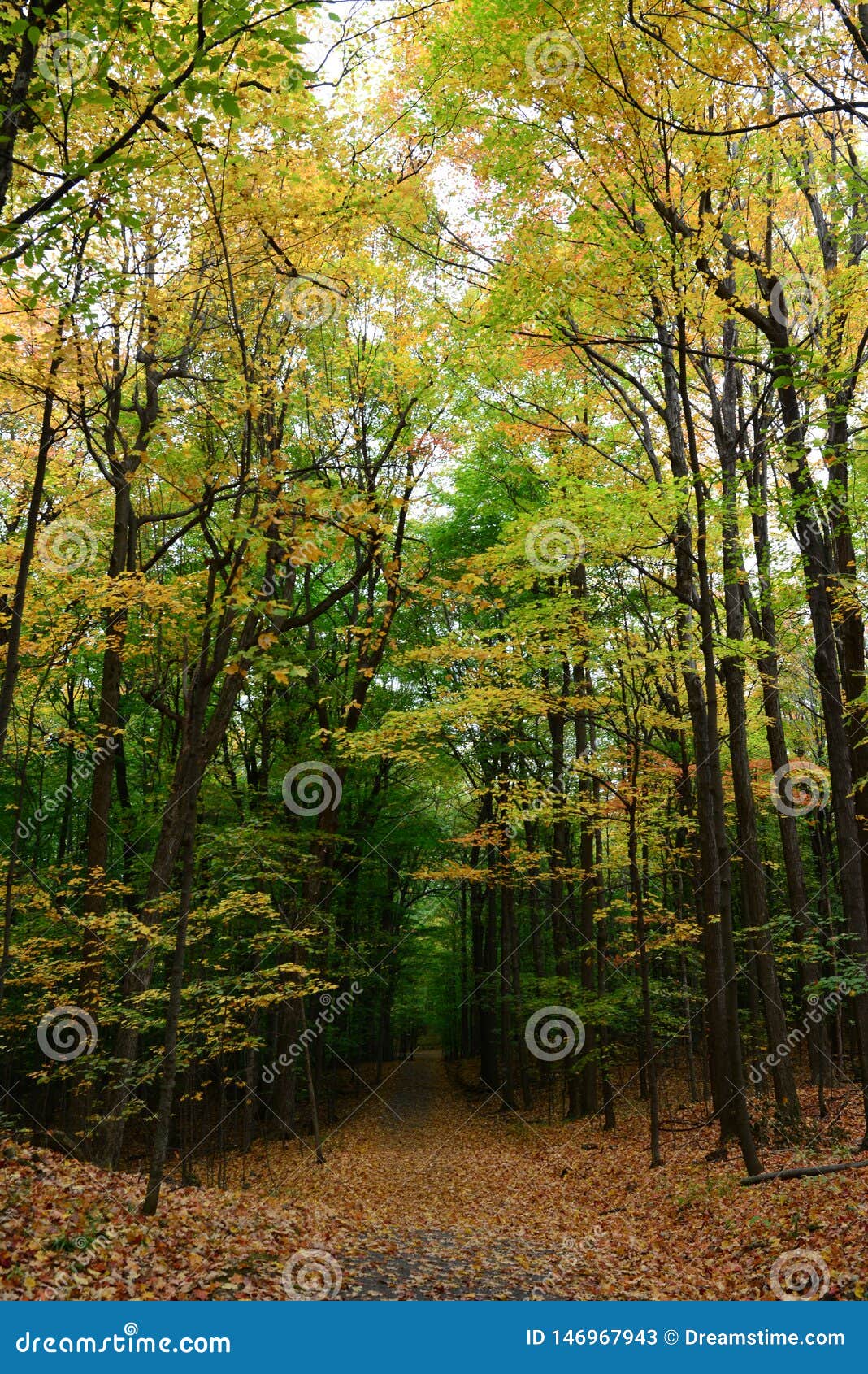 Colored Autumn Forest, before the Cold Stock Image - Image of weather ...