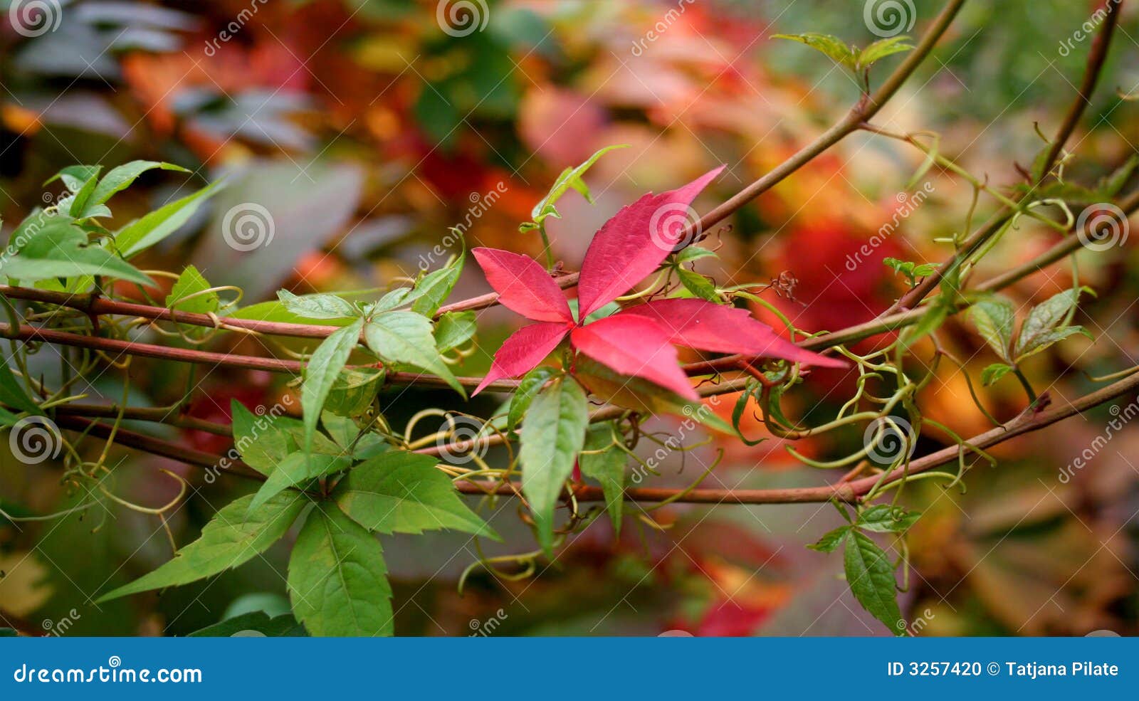 Colored autumn leaves stock photo. Image of lush, changing - 3257420