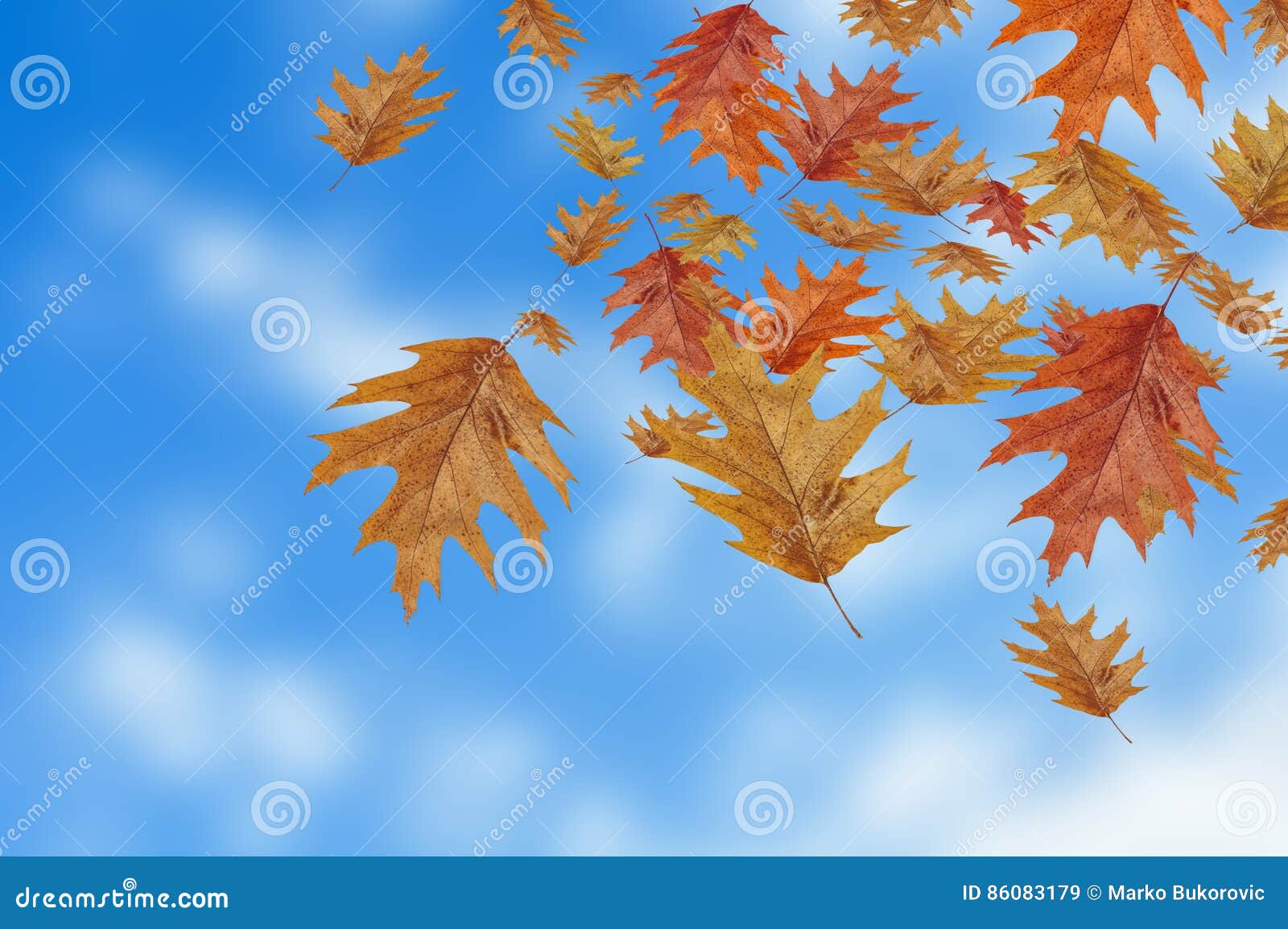 Colored Autumn Leaves Falling Down on Blur Background Stock Image ...