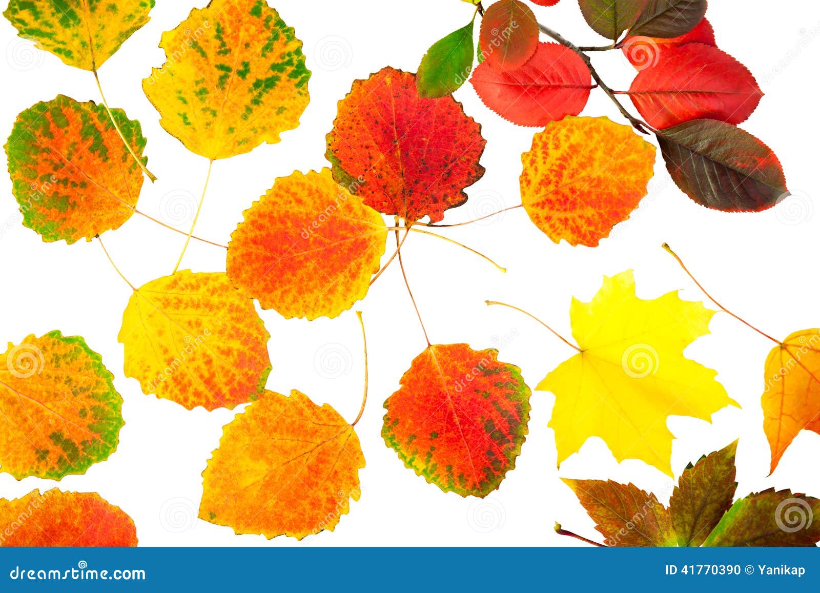 Colored Autumn Leaves Isolated on a White Background Stock Photo ...