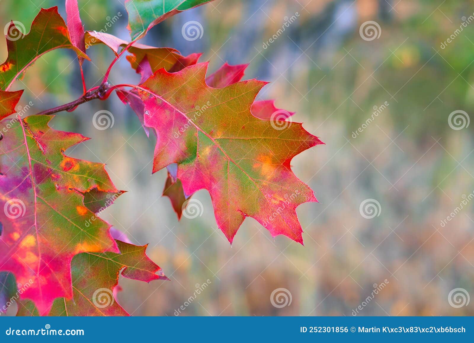 Colored Autumn Leaves on a Pointer in Red. Autumn Leaves in the Park ...