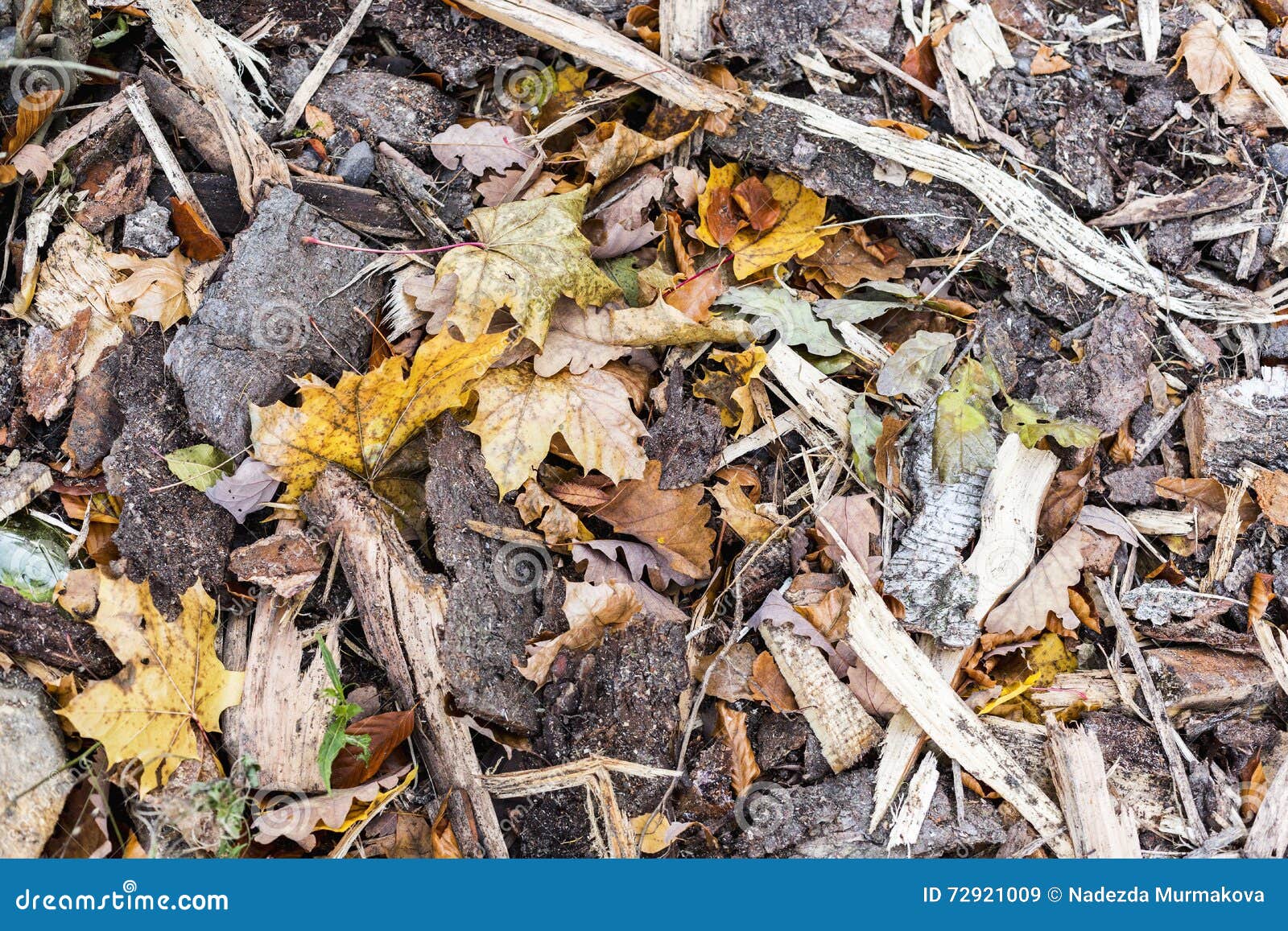 Colored Background of Kindling Wood and Fallen Leaves, Autumn Backing ...