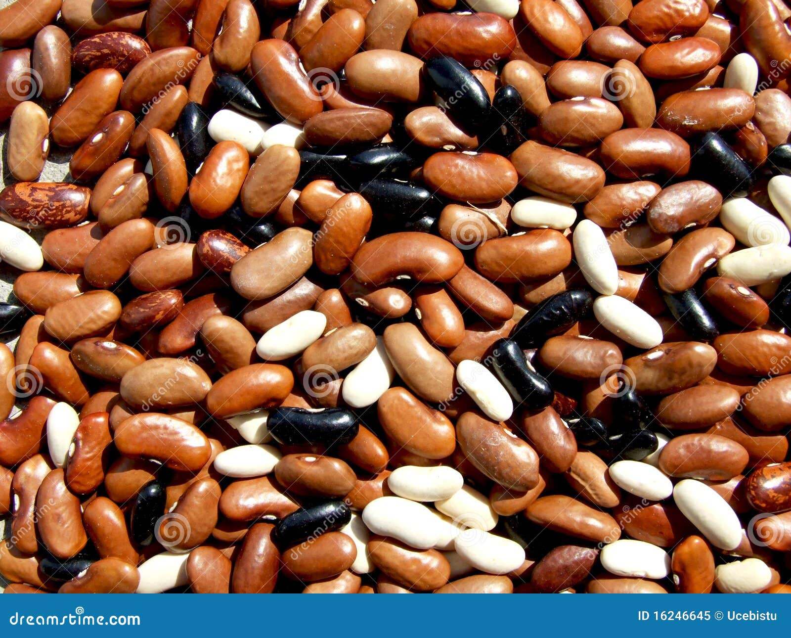 Colored bean stock image. Image of agriculture, vegetable - 16246645