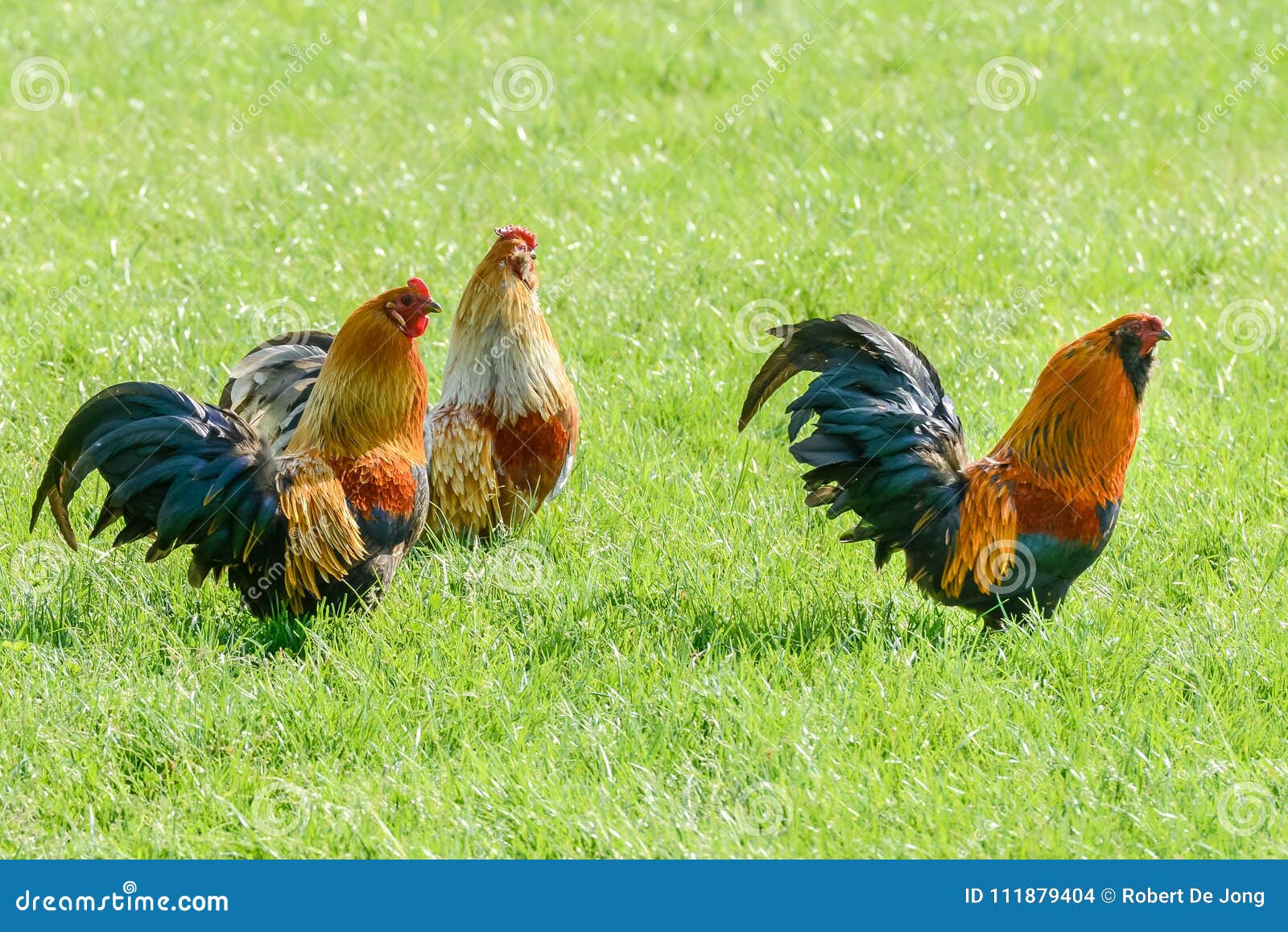 Colored Bearded Bantam in a Pasture Colored Bearded Bantam in a Stock ...