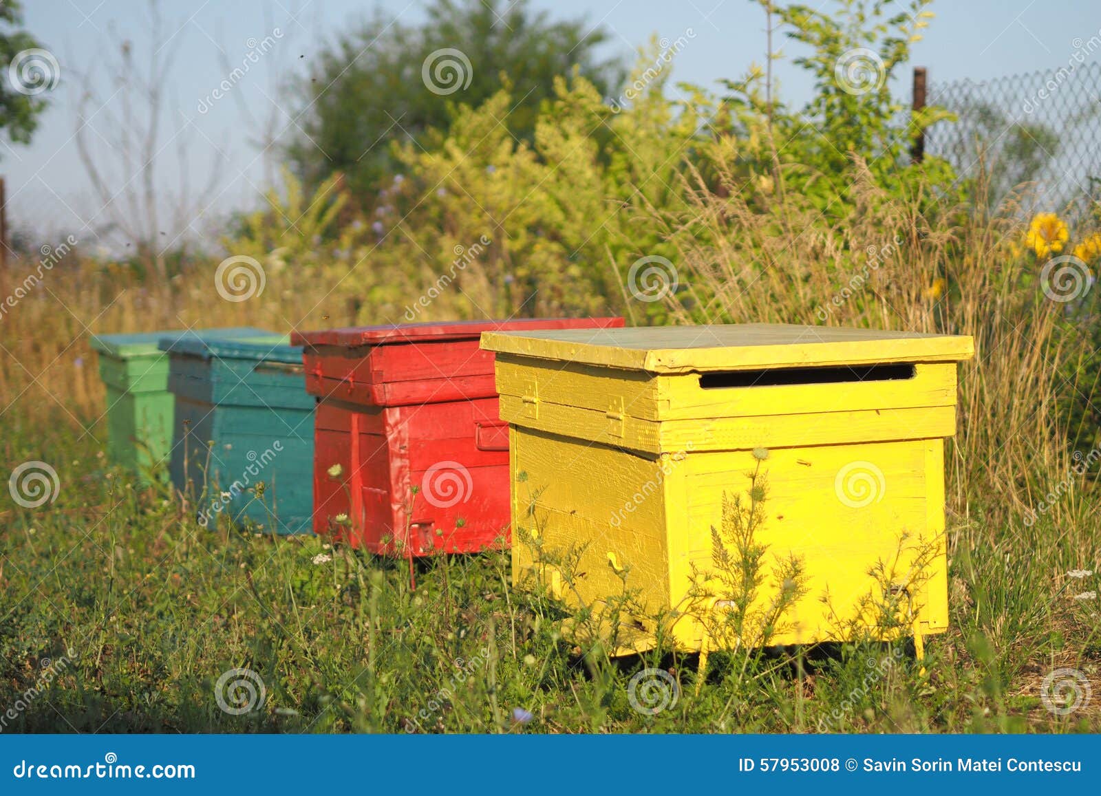 Colored bee hive stock photo. Image of white, oleaceae - 57953008