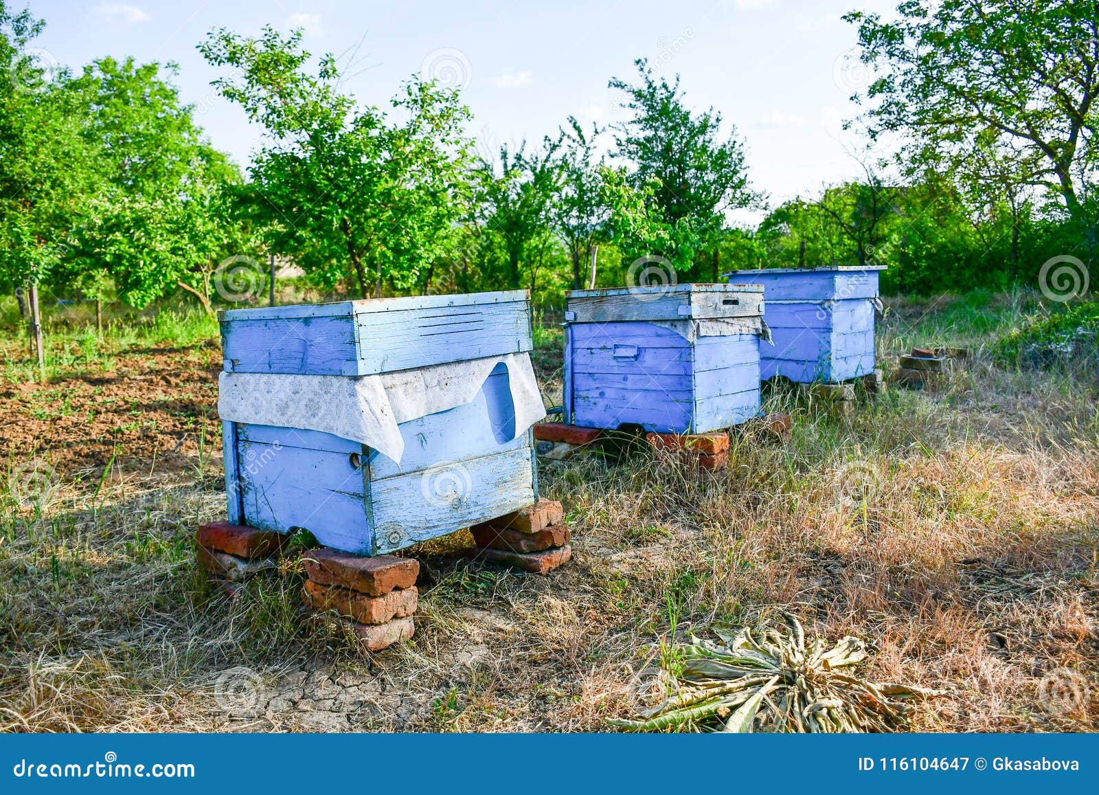 Bee hives stock image. Image of crops, ecologic, fuel - 116104647