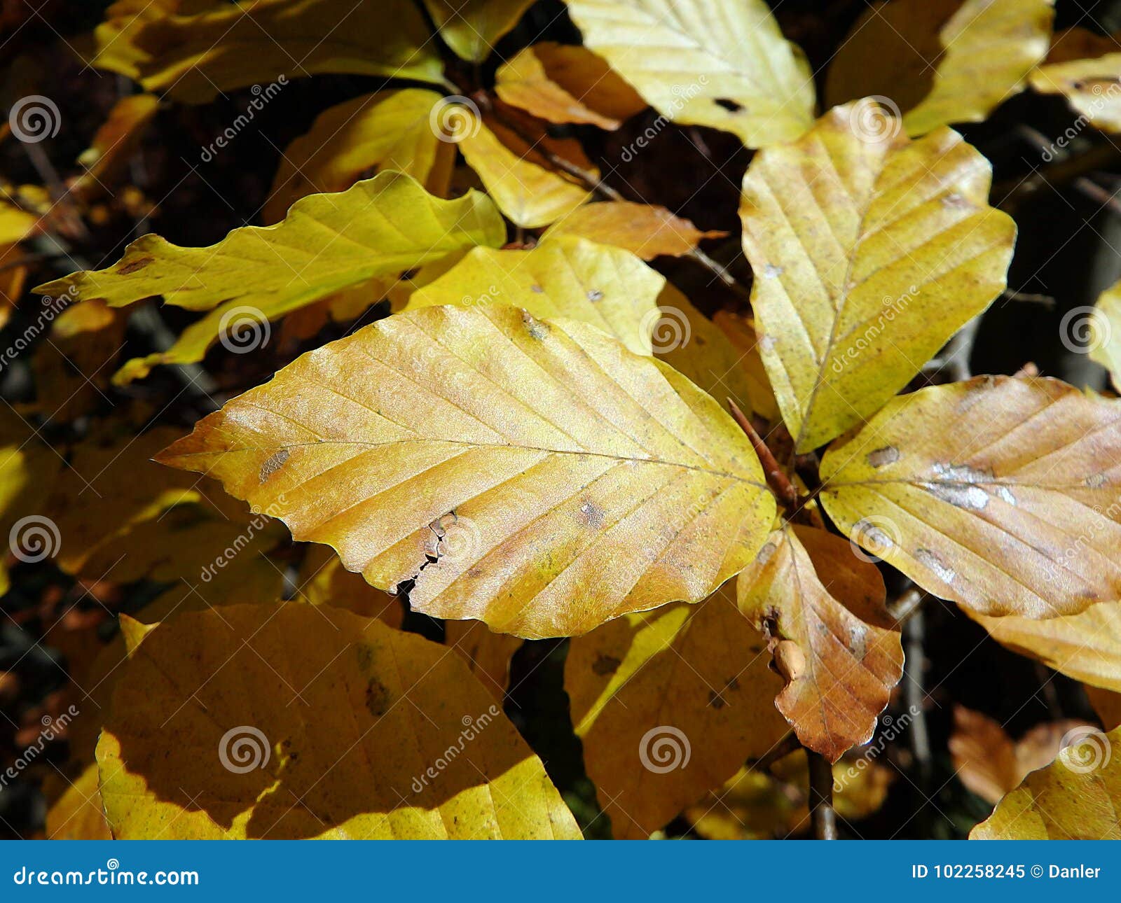 Colored beech leaf stock image. Image of beech, fall - 102258245