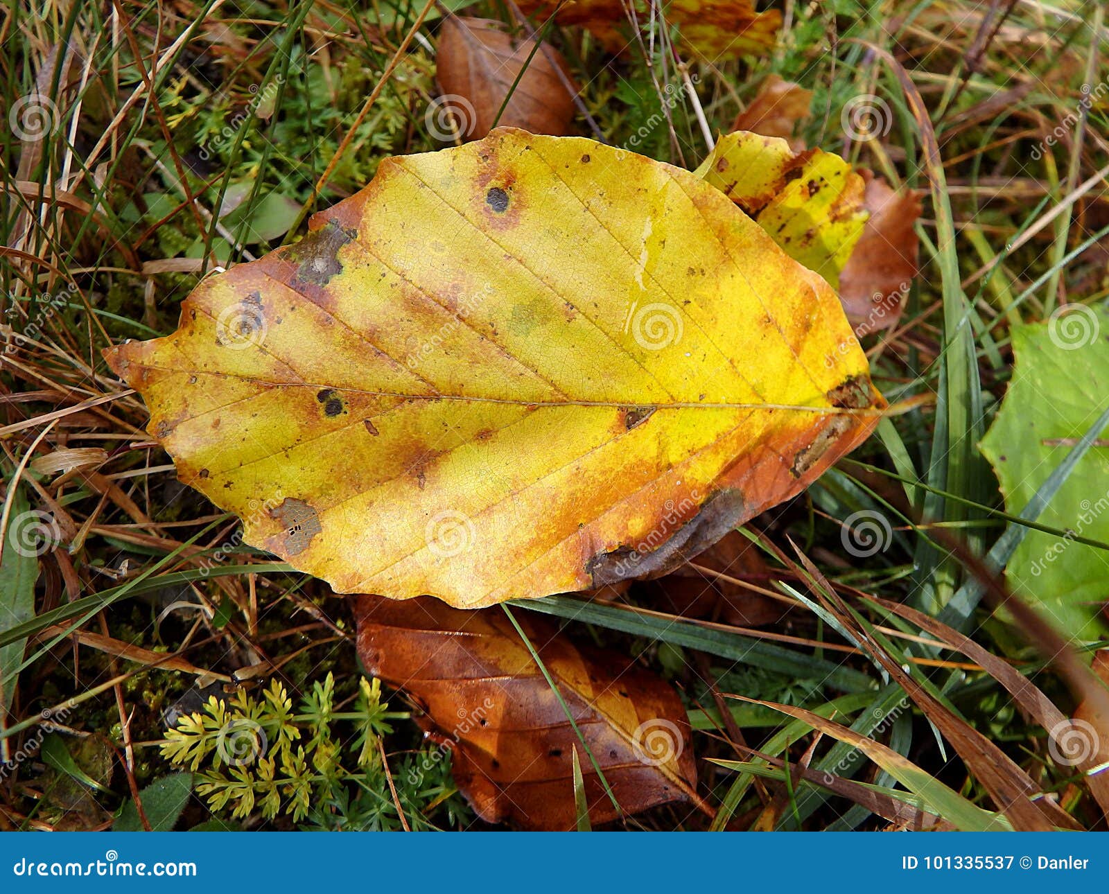 Colored beech leaf stock image. Image of herbarium, orange - 101335537