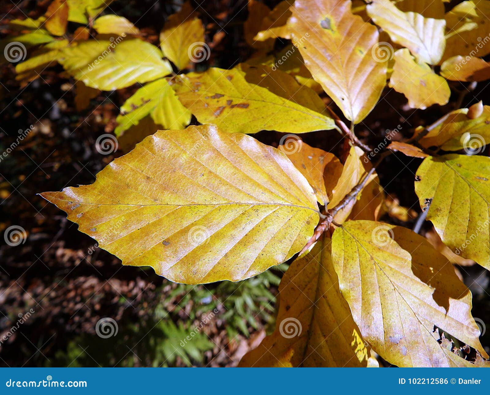 Colored beech leaf stock photo. Image of greenery, leaf - 102212586