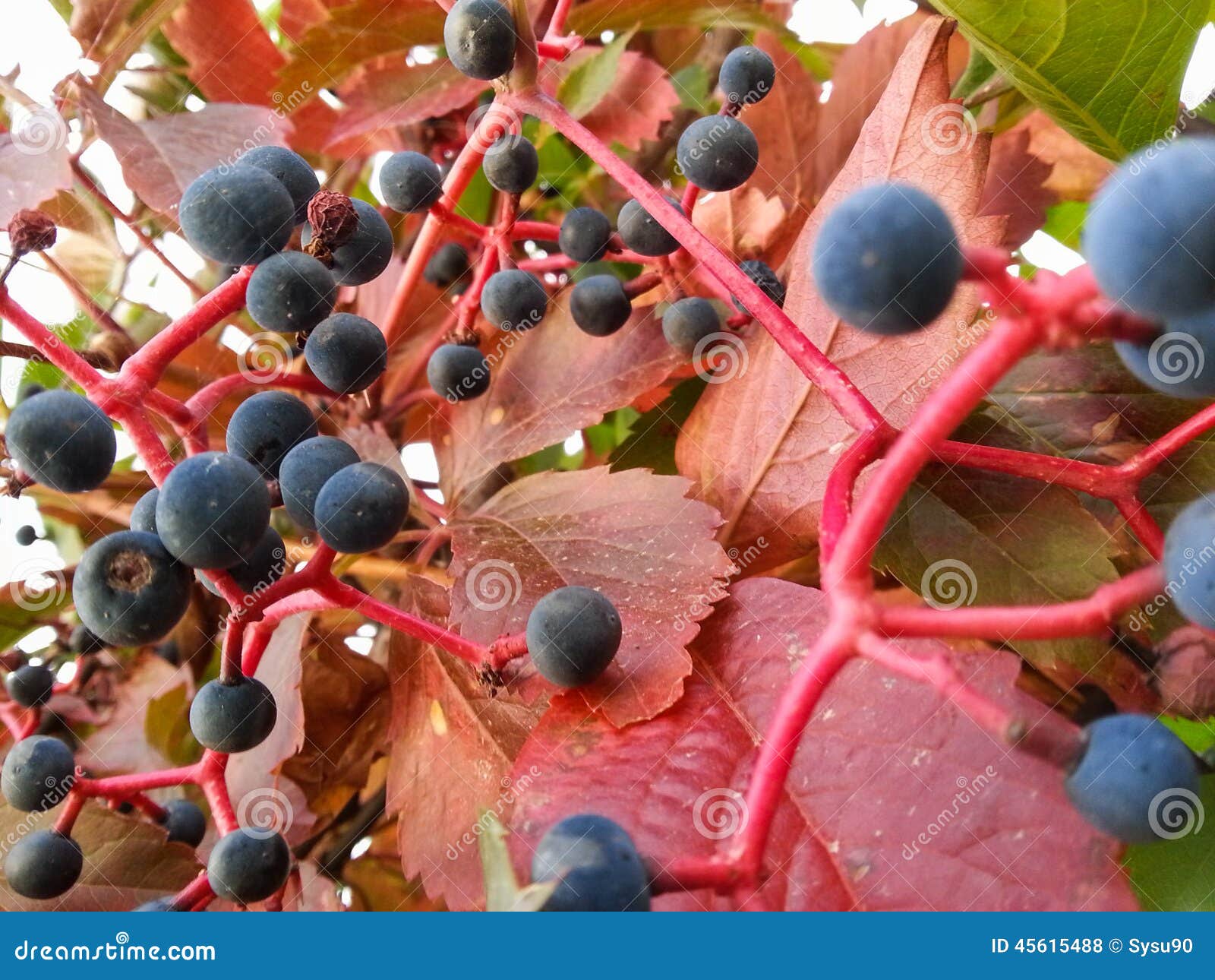 Colored berries editorial stock photo. Image of nature - 45615488