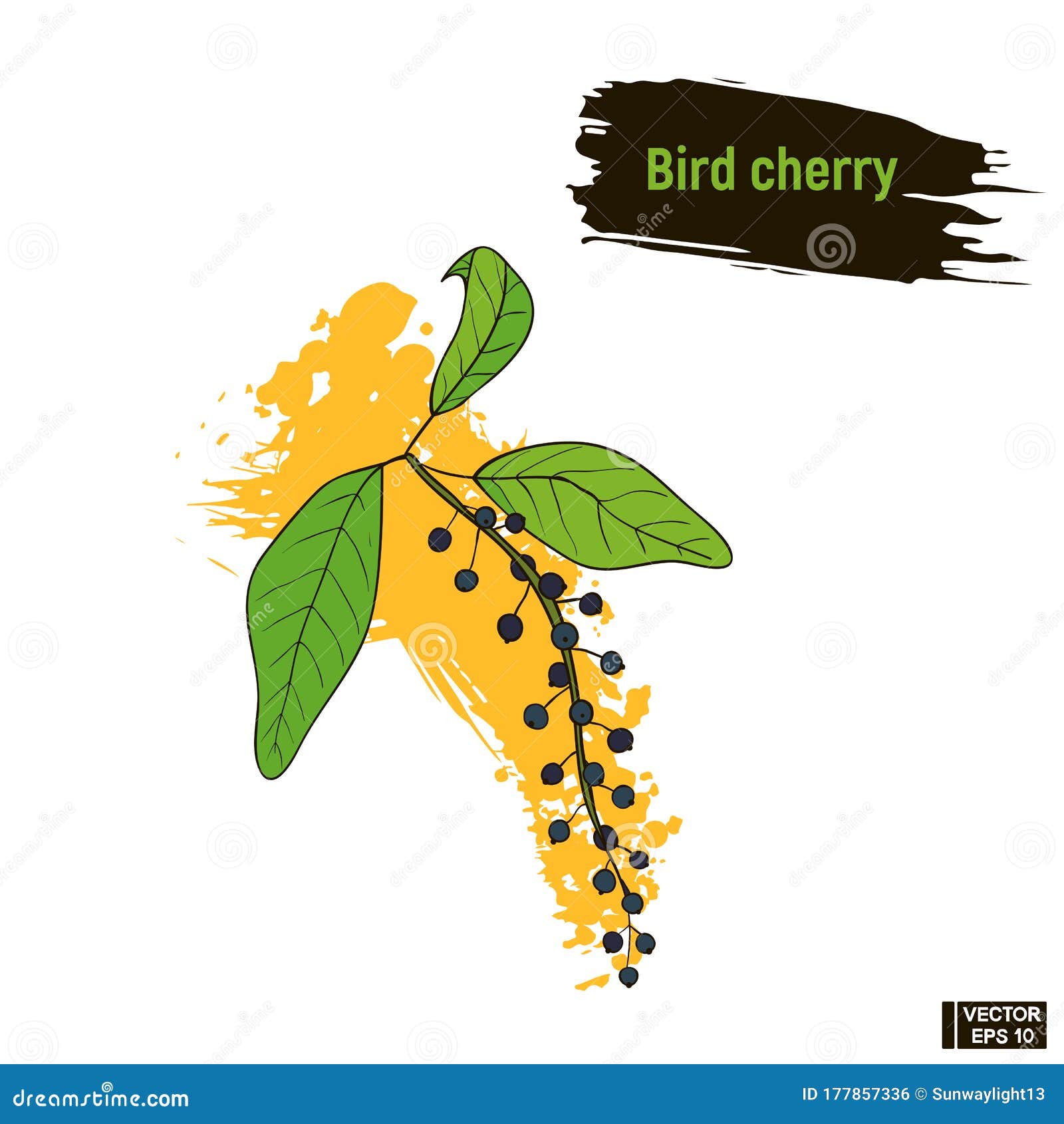 Colored Berry, Bird Cherry Sketch Stock Illustration - Illustration of ...