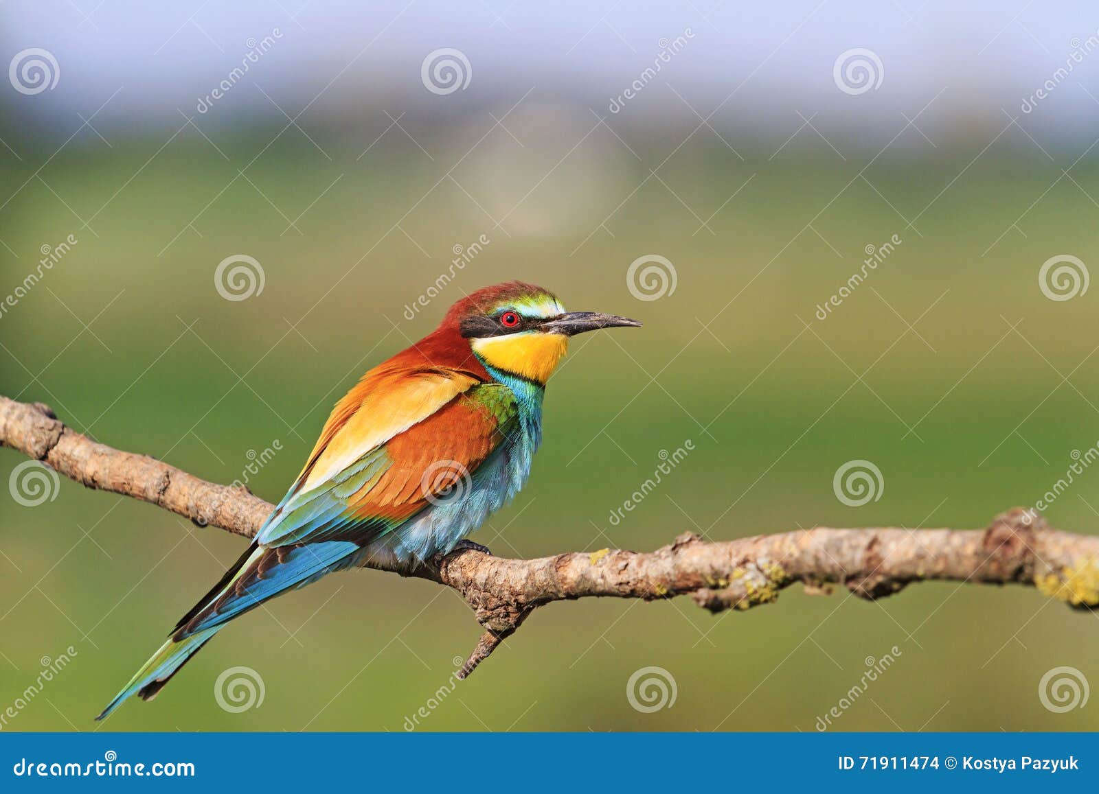 Colored Bird in All Its Glory Stock Photo - Image of blue, breeding ...