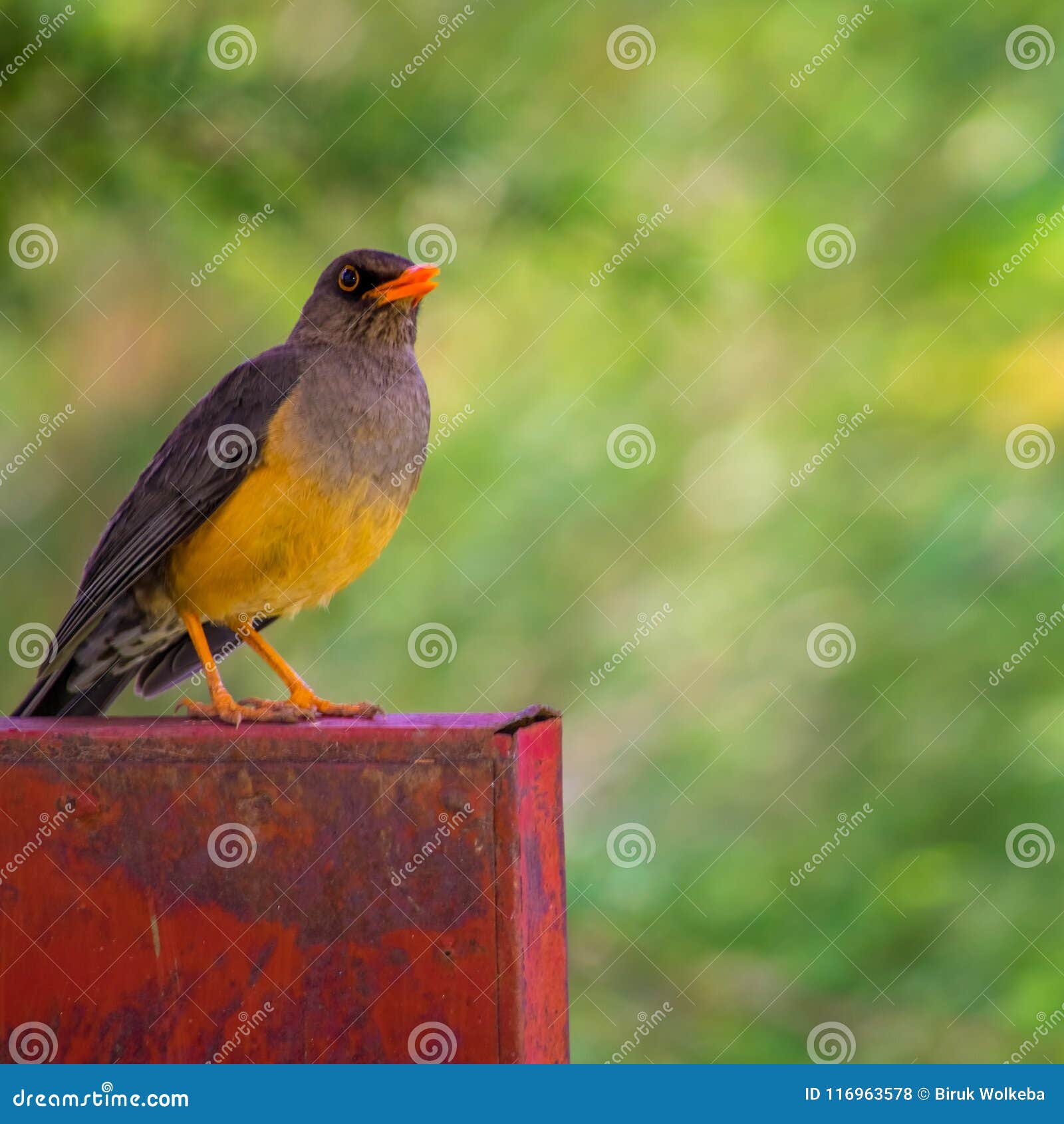 Colored bird stock photo. Image of bird, shouting, green - 116963578