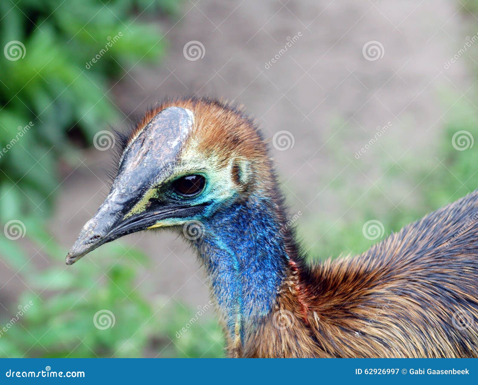 Colored bird face close up stock image. Image of bird - 62926997