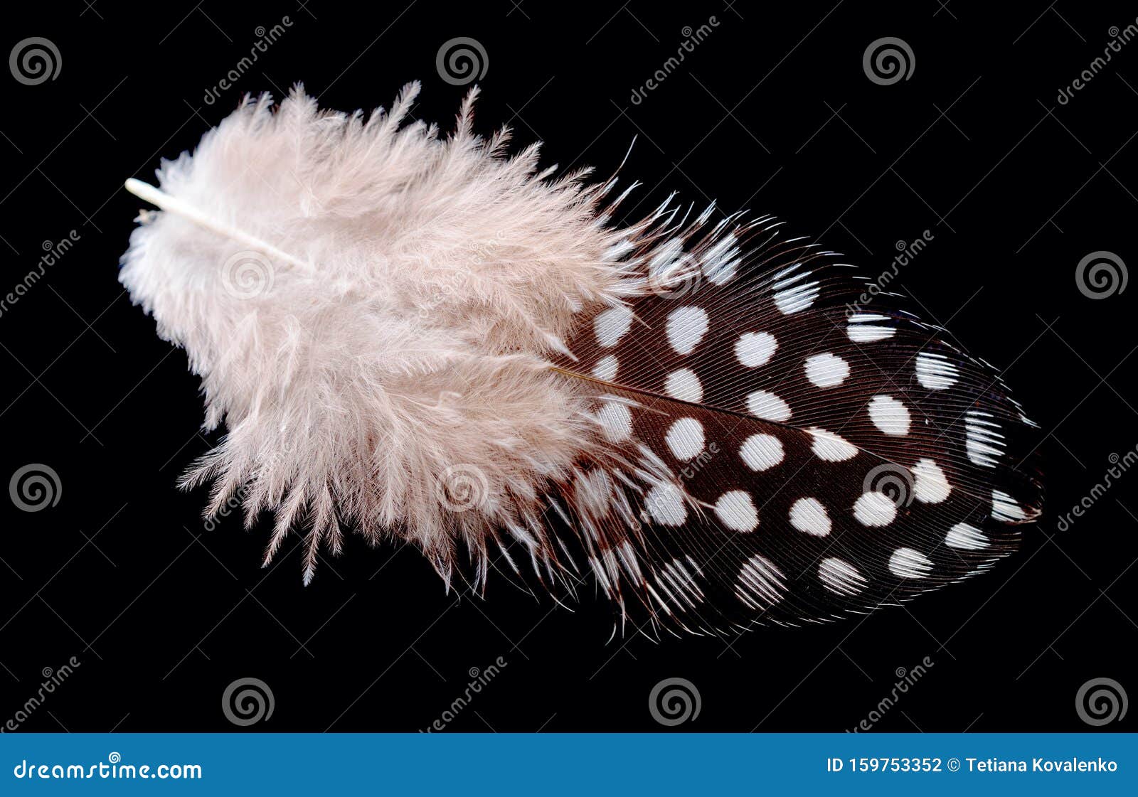 Colored Bird Feather Isolated on Black Background Stock Photo - Image ...