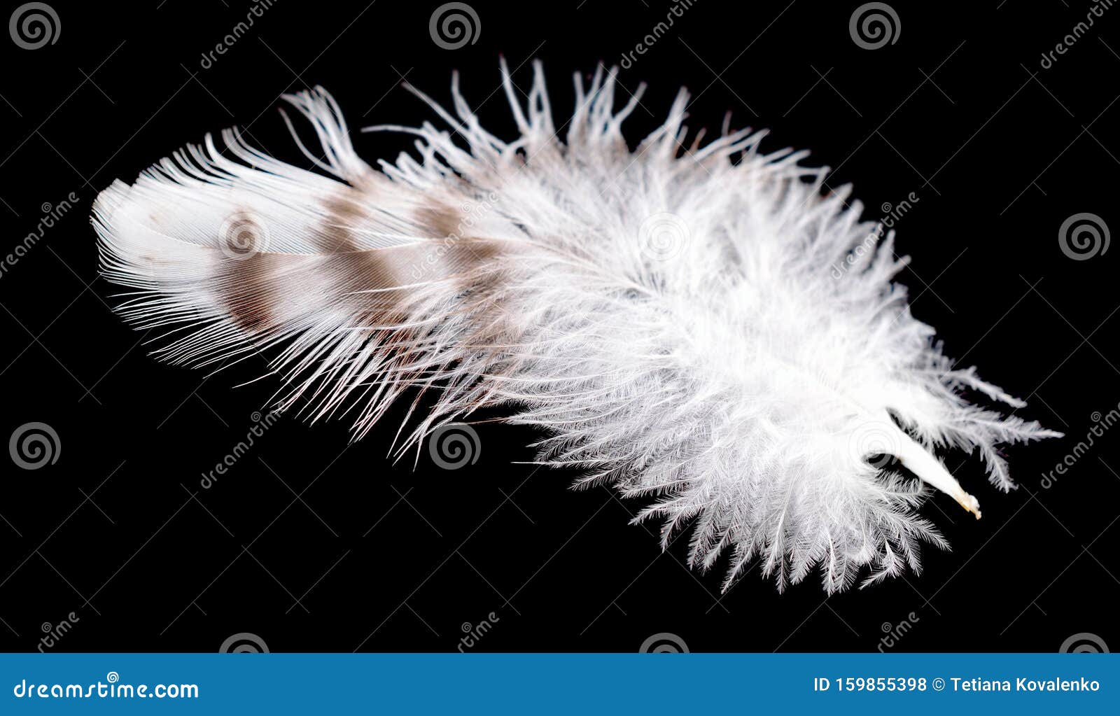 Colored Bird Feather Isolated on Black Background Stock Photo - Image ...