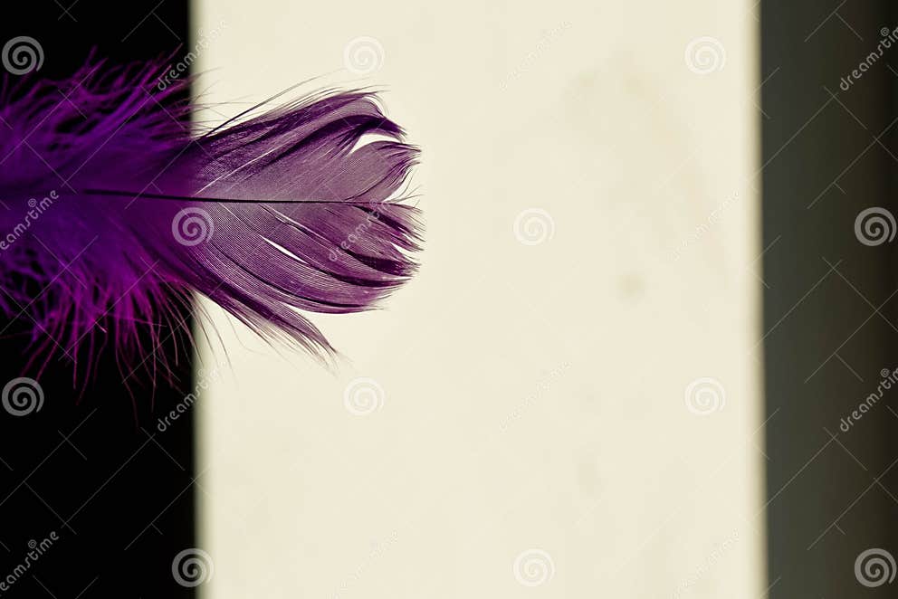 Colored Bird Feathers in Different Combinations, Boa - Female Accessory ...