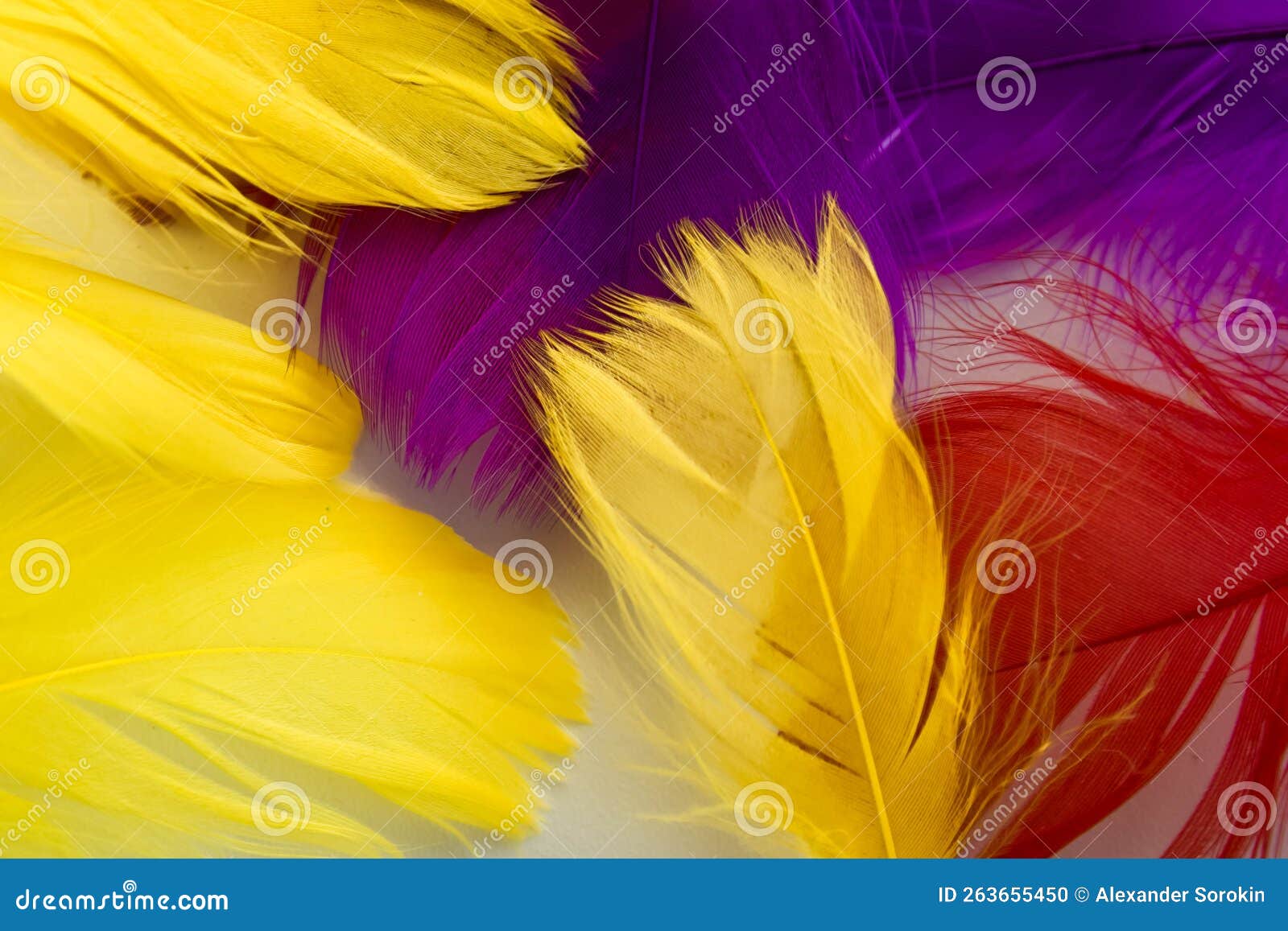 Colored Bird Feathers in Different Combinations, Boa - Female Accessory ...