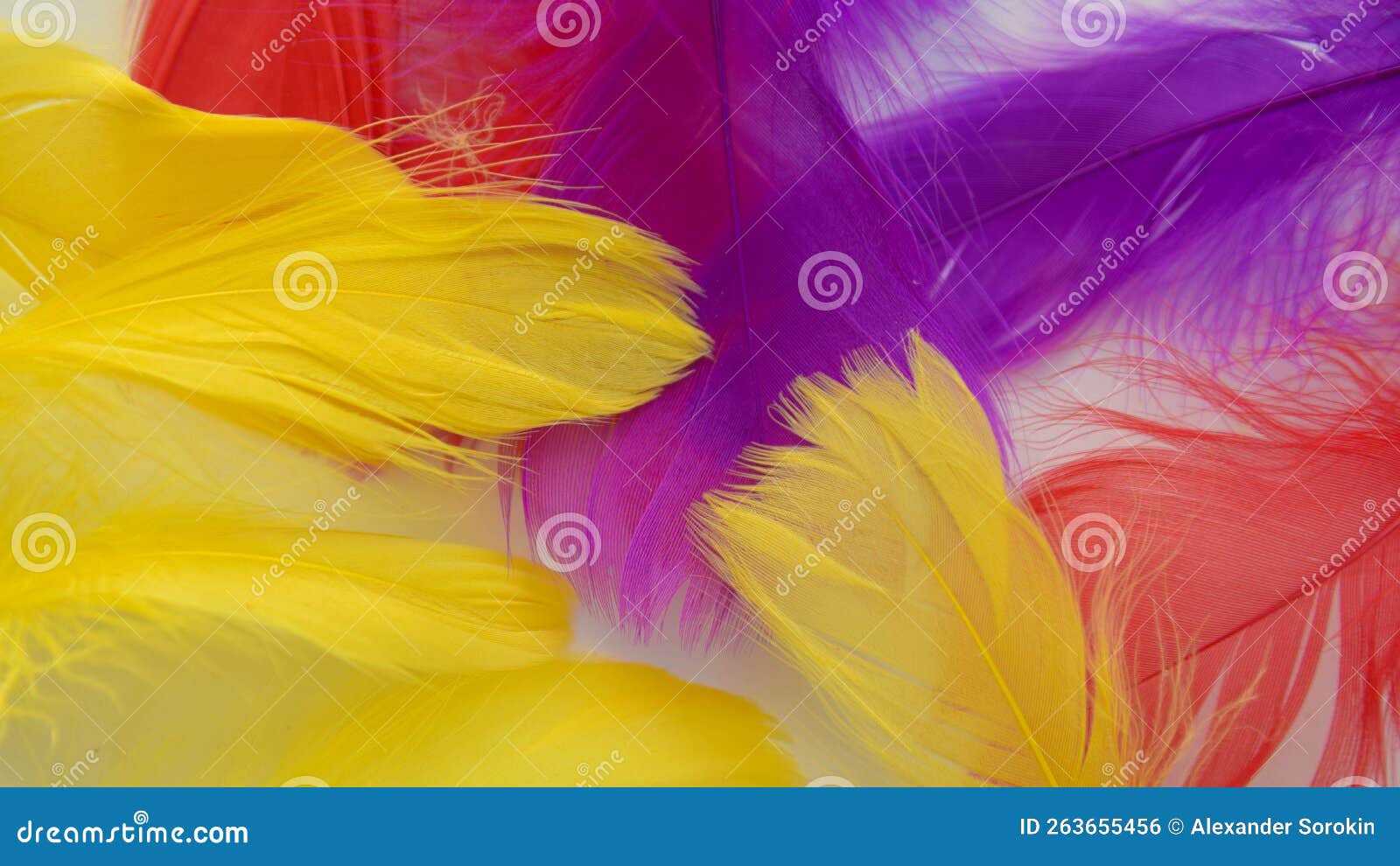 Colored Bird Feathers in Different Combinations, Boa - Female Accessory ...