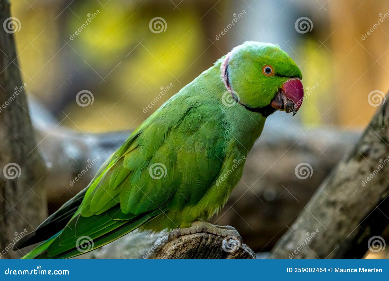 Colored bird - parrot stock photo. Image of papegei - 259002464