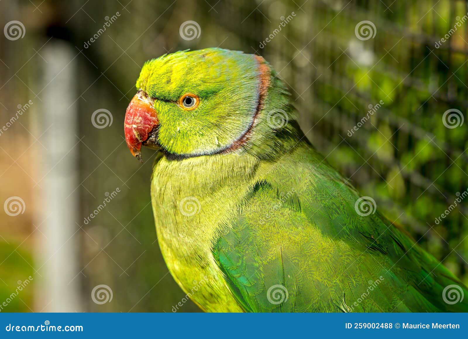 Colored bird - parrot stock photo. Image of papegaai - 259002488