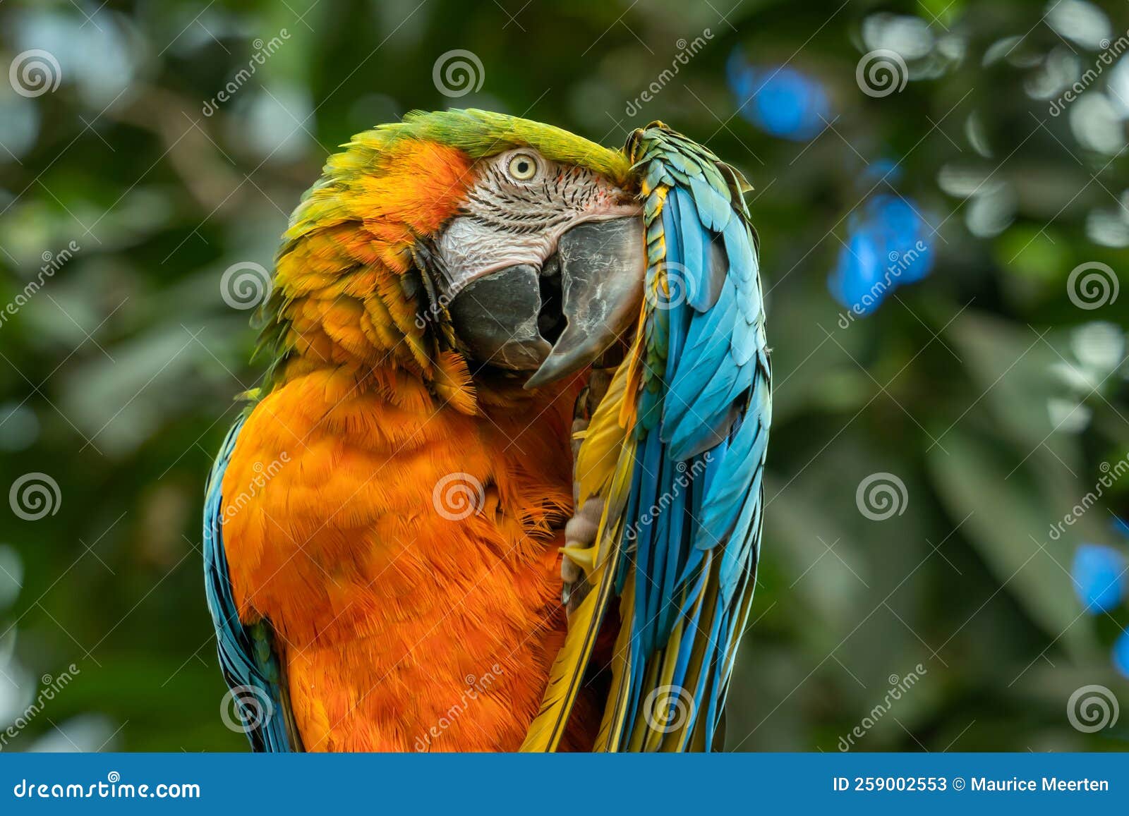 Colored bird - parrot stock image. Image of maurice - 259002553