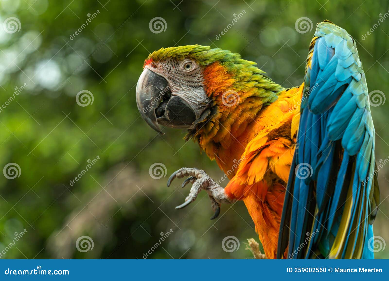 Colored bird - parrot stock photo. Image of beautiful - 259002560