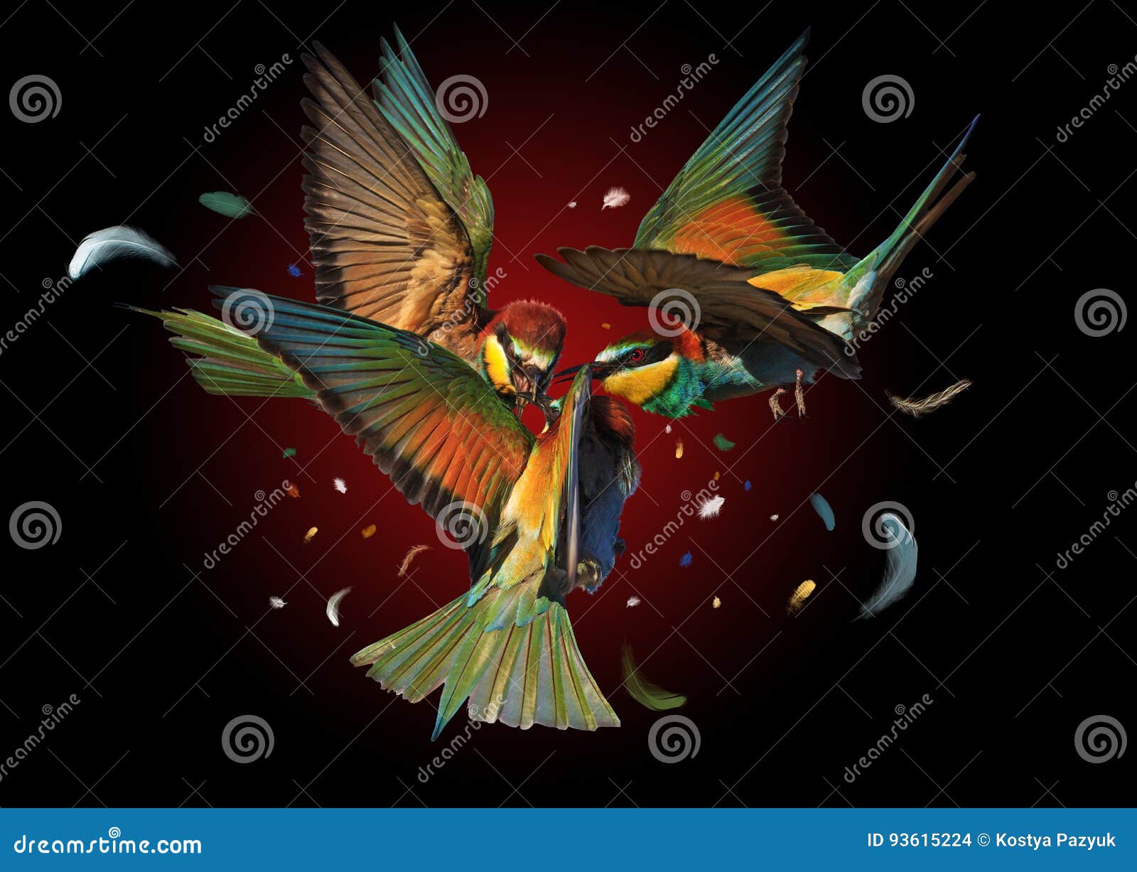 Colored Birds Fighting in the Air Colored Feathers Flying in Different ...