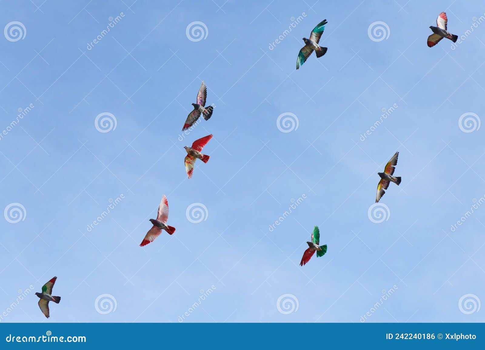 Colored birds flying stock photo. Image of cluster, pigeons - 242240186