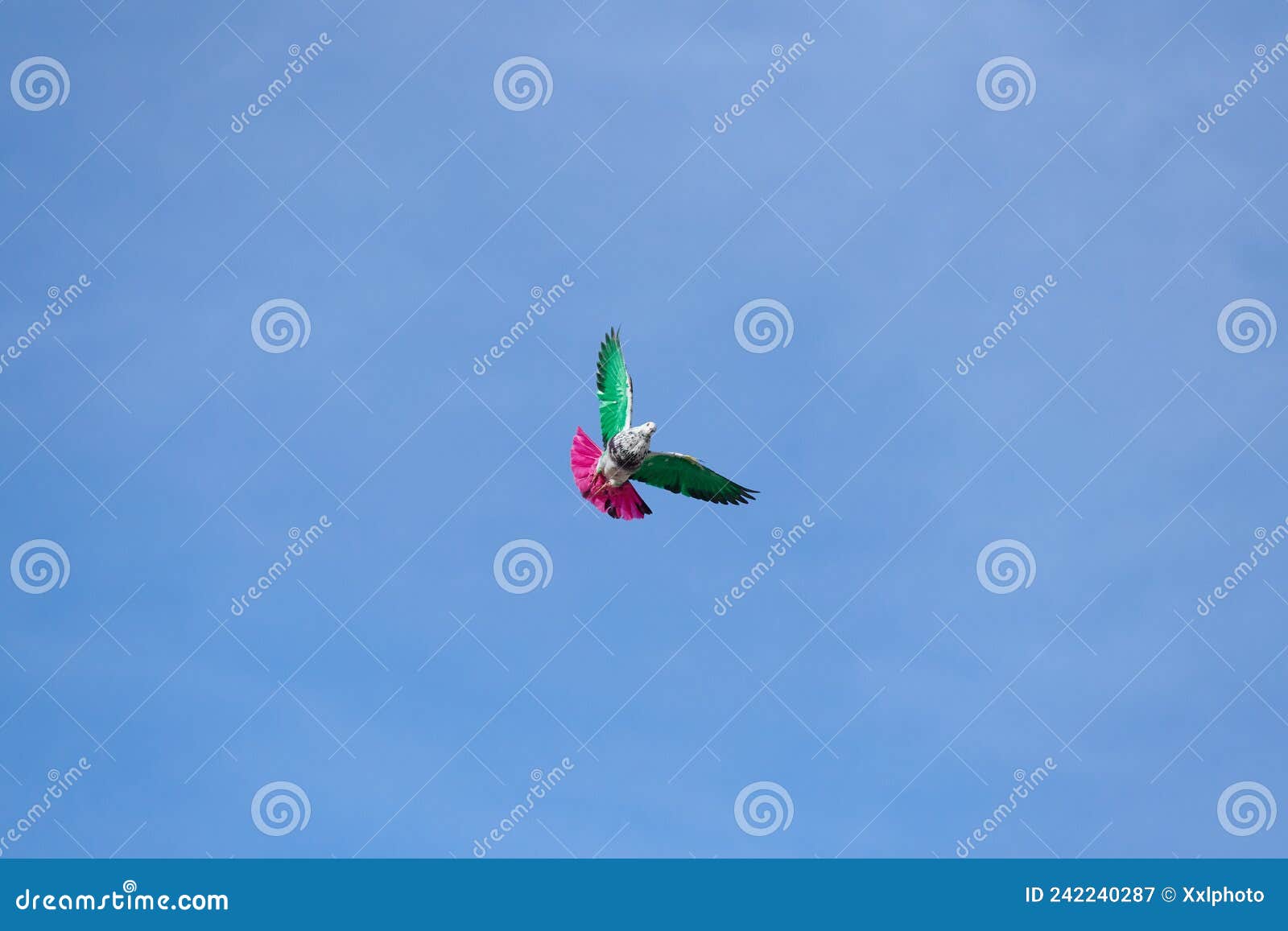 Colored birds flying stock image. Image of outdoor, life - 242240287