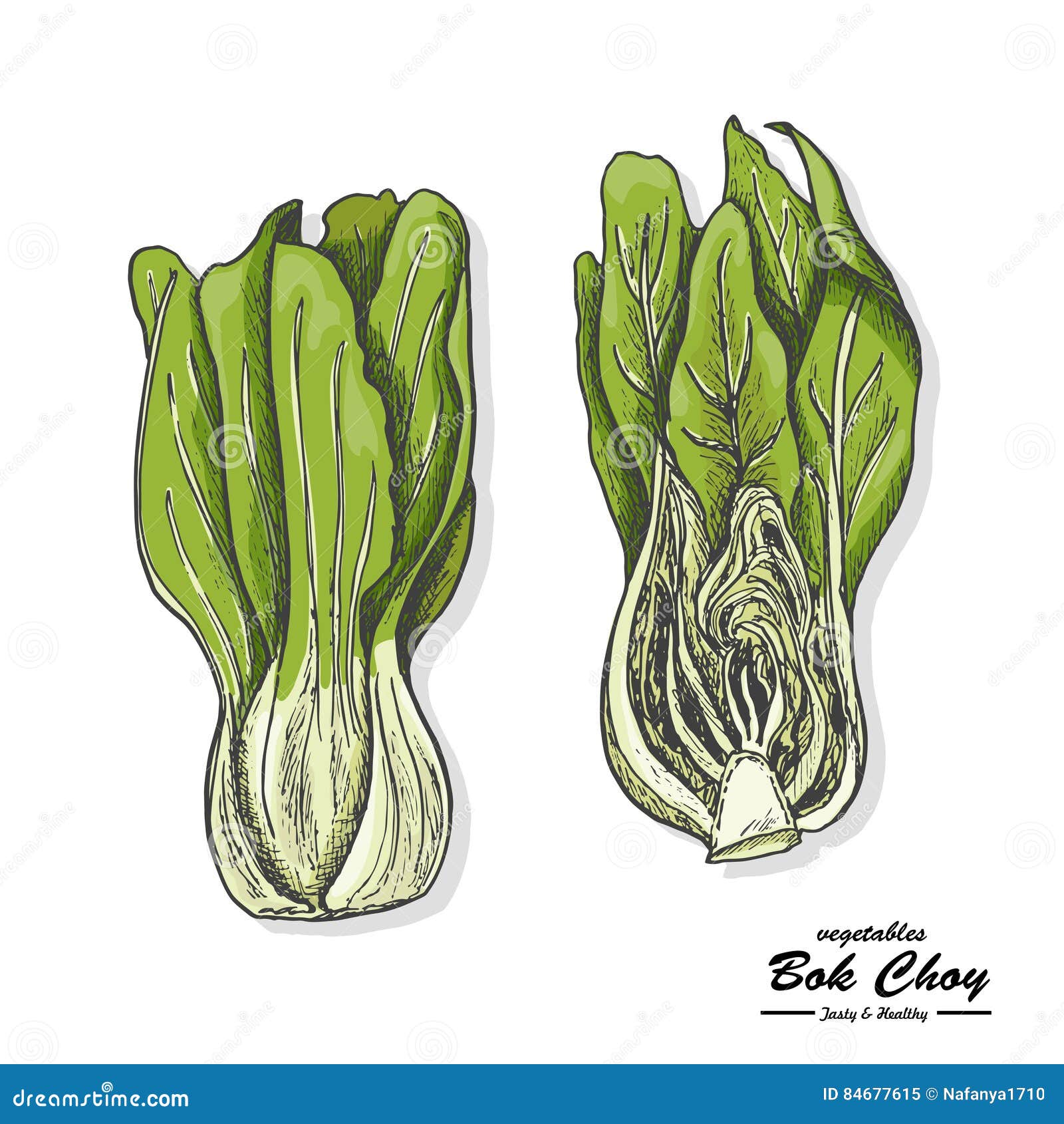 Colored Bok Choy in Sketch Style Stock Vector - Illustration of natural ...