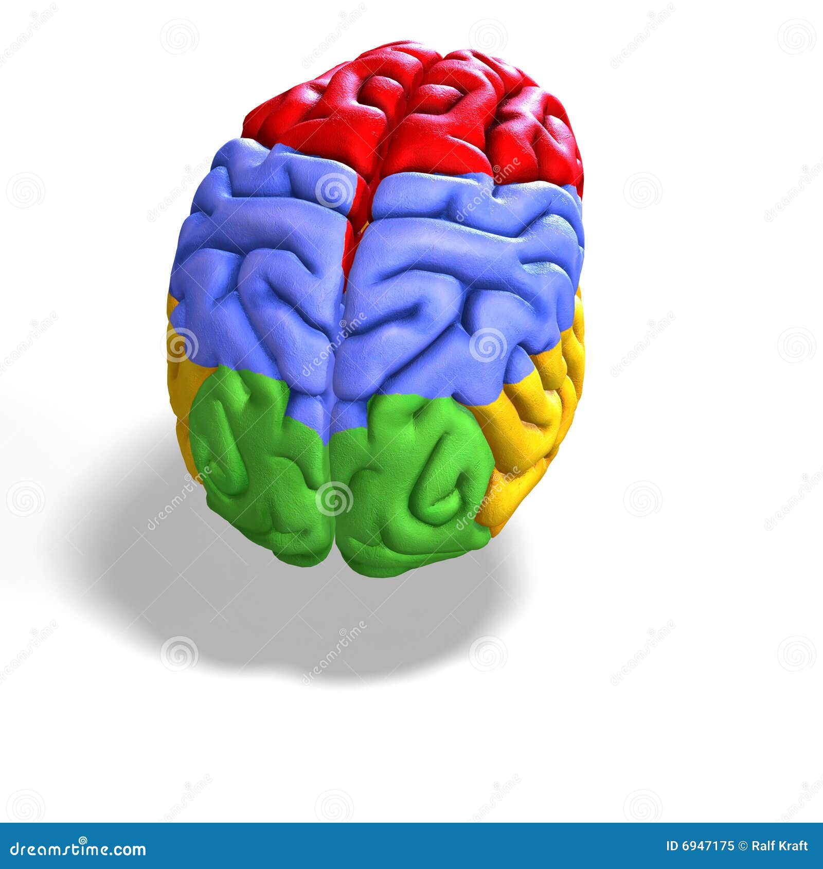 Colored brain stock illustration. Illustration of white - 6947175