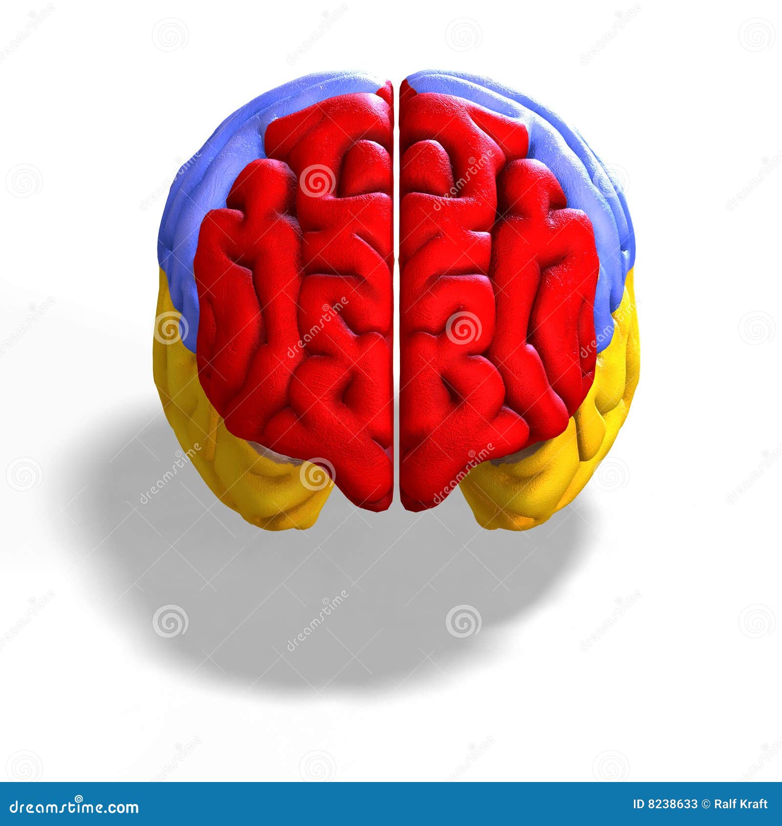 Colored brain stock illustration. Illustration of brainpower - 8238633
