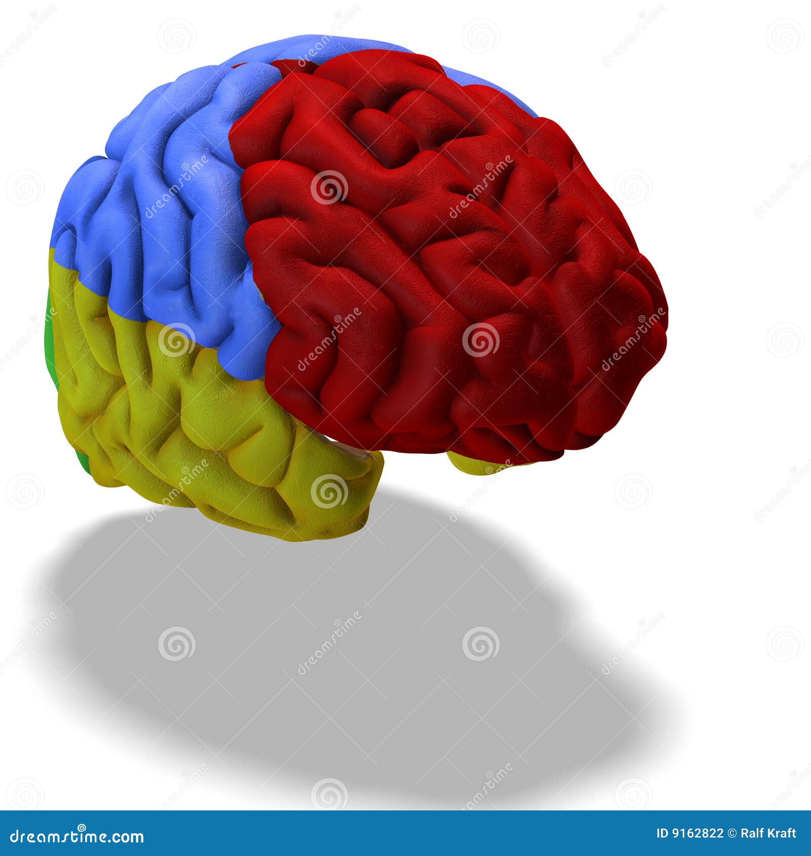 Colored brain stock illustration. Illustration of anatomy - 9162822