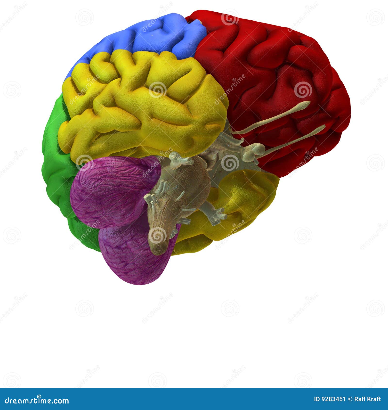 Colored brain stock illustration. Illustration of wise - 9283451