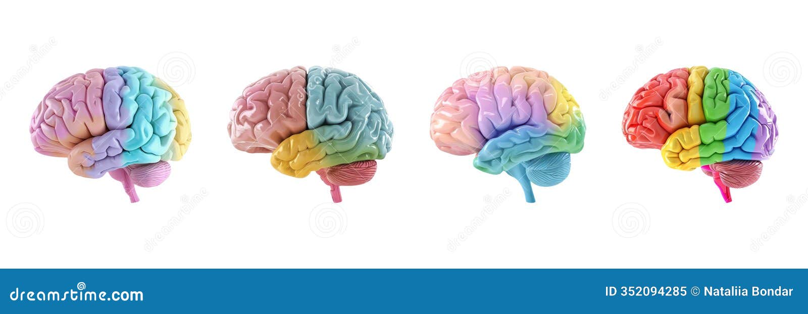 Colored Brain Model Set Isolated on Transparent Background Stock Image ...