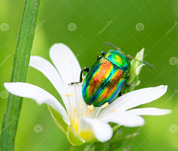 Colored Bug Sits on a Flower Stock Photo - Image of copy, beautiful ...