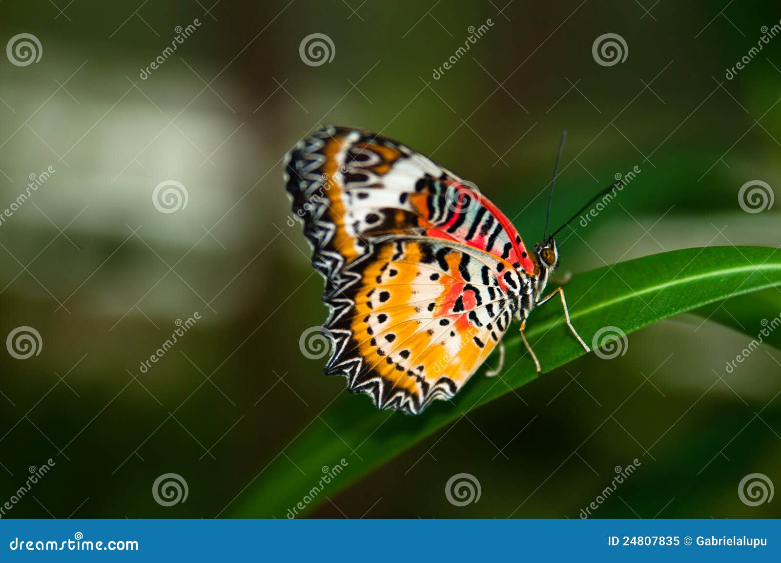 Colored butterfly stock image. Image of orange, garden - 24807835
