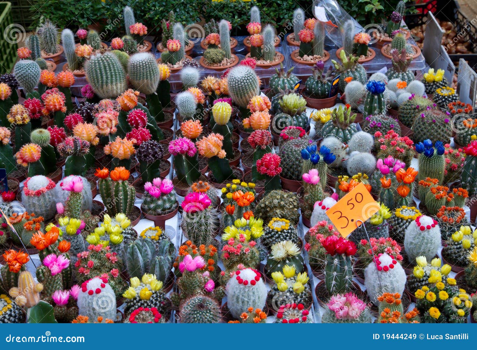 Colored cactus stock image. Image of nature, little, colourful - 19444249