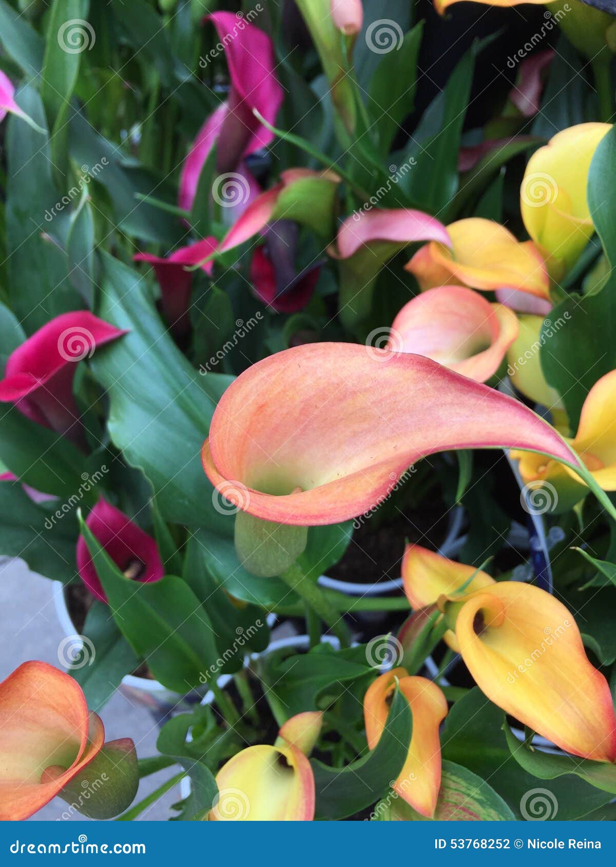 Colored Calla Lilies stock photo. Image of colored, yellow - 53768252